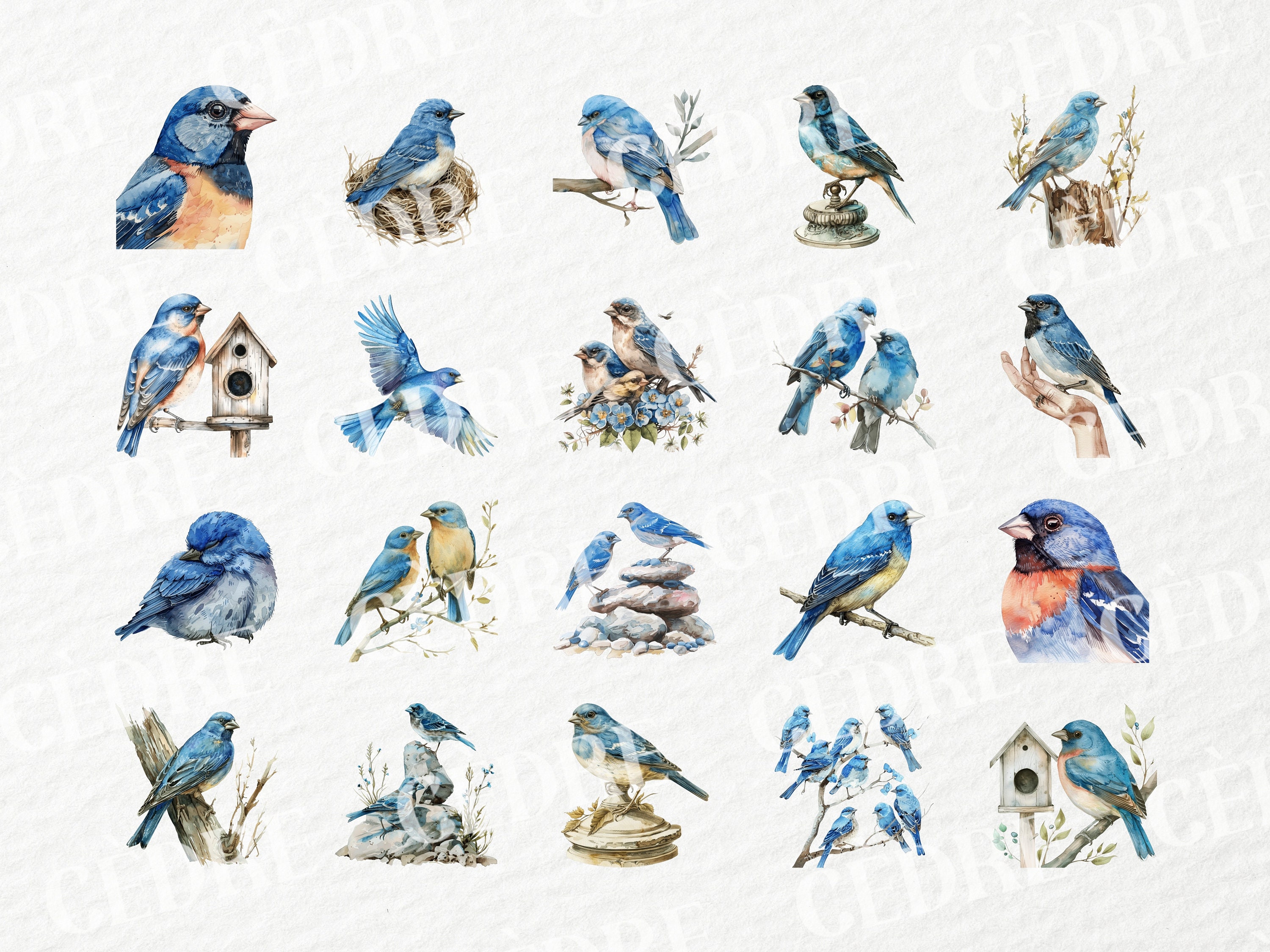 Watercolor Blue Finch Clipart, Flying Blue Finches Clipart, Chirping ...