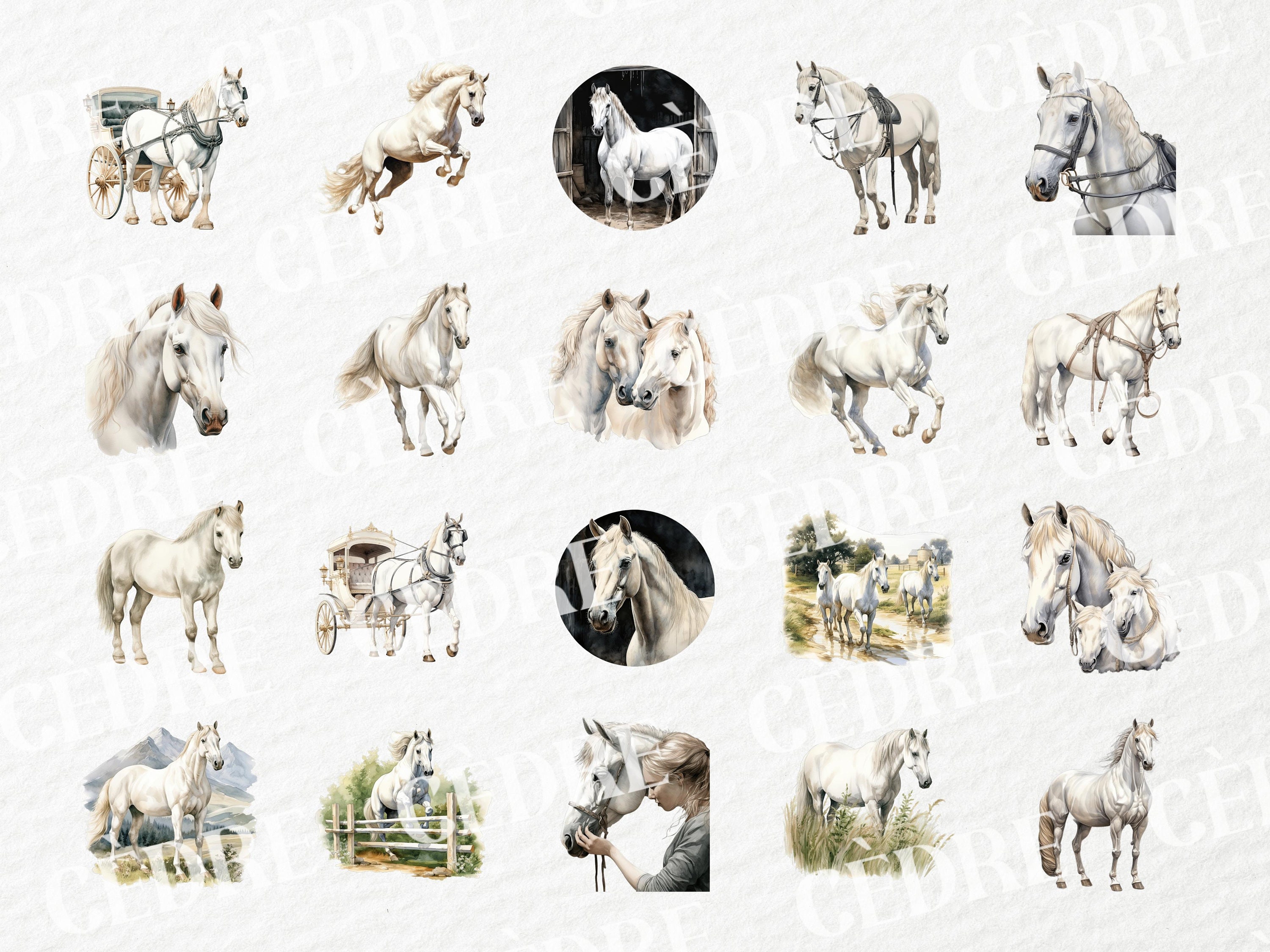 Watercolor White Horse Clipart, White Horses Clipart, White Pony ...