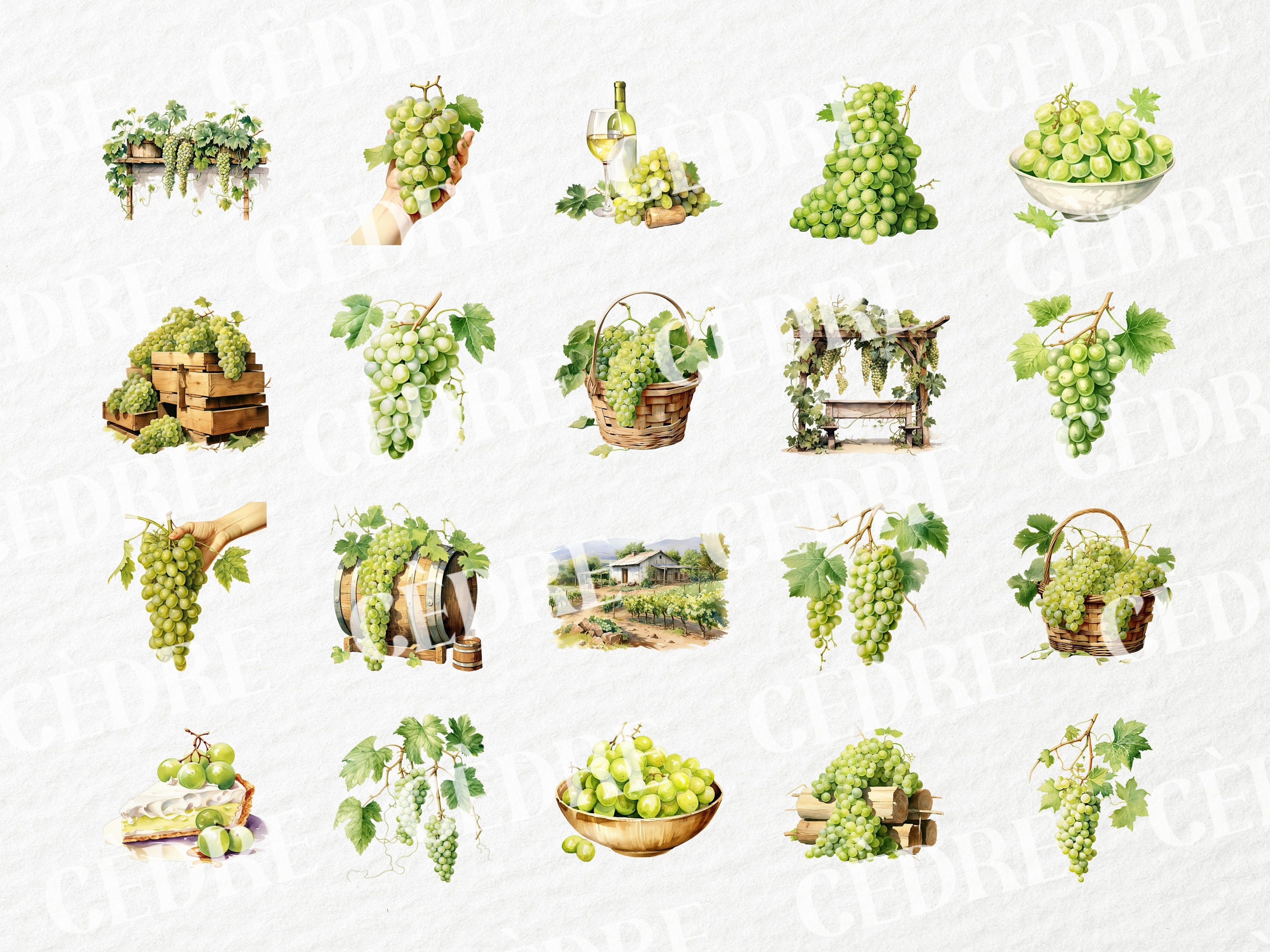 Watercolor Green Grapes Clipart, Vine Yard Wine Grapes Clipart, Sweet ...