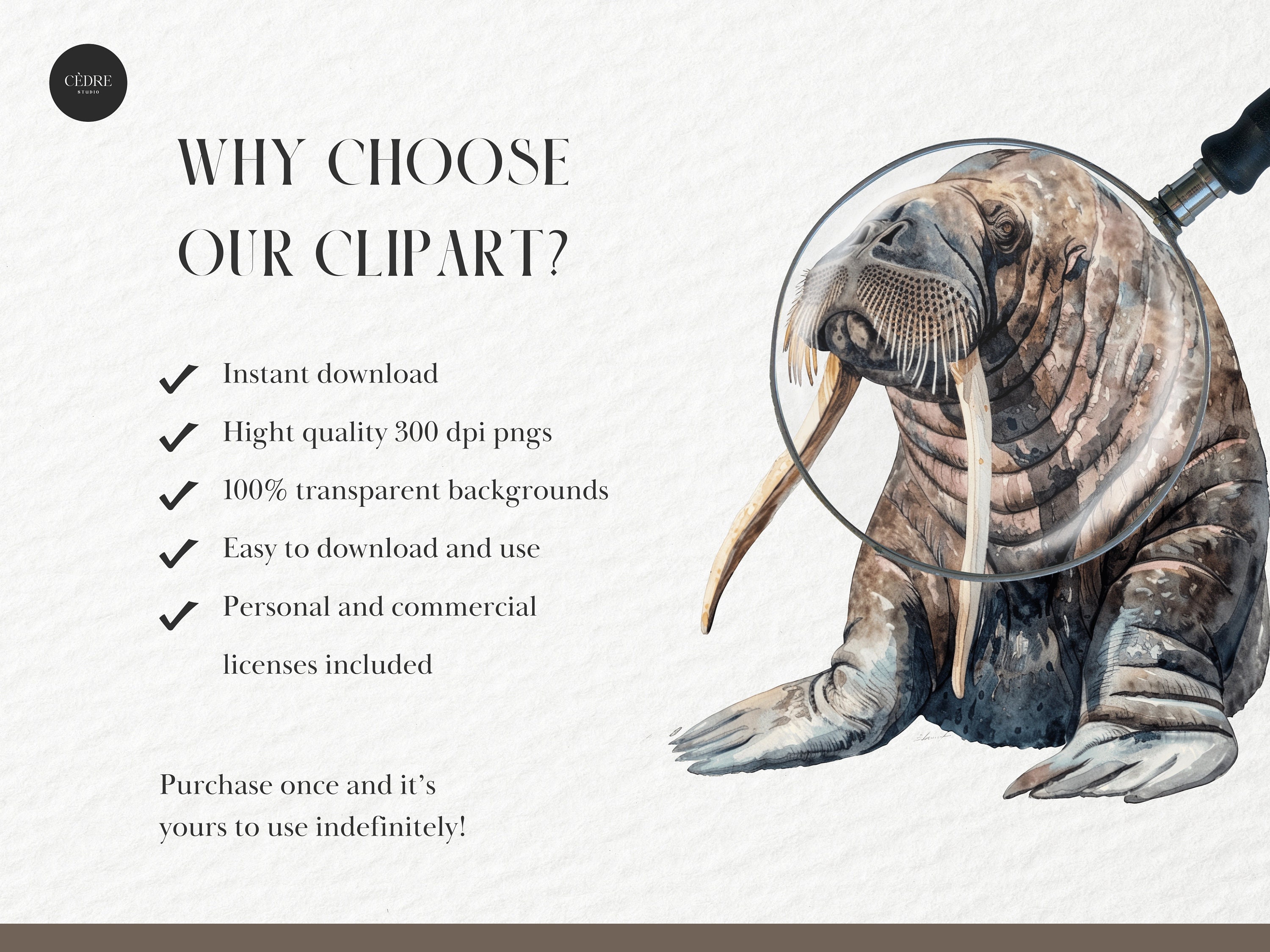 Watercolor Walrus Clipart, Walruses Clipart, Arctic Animals Clipart ...