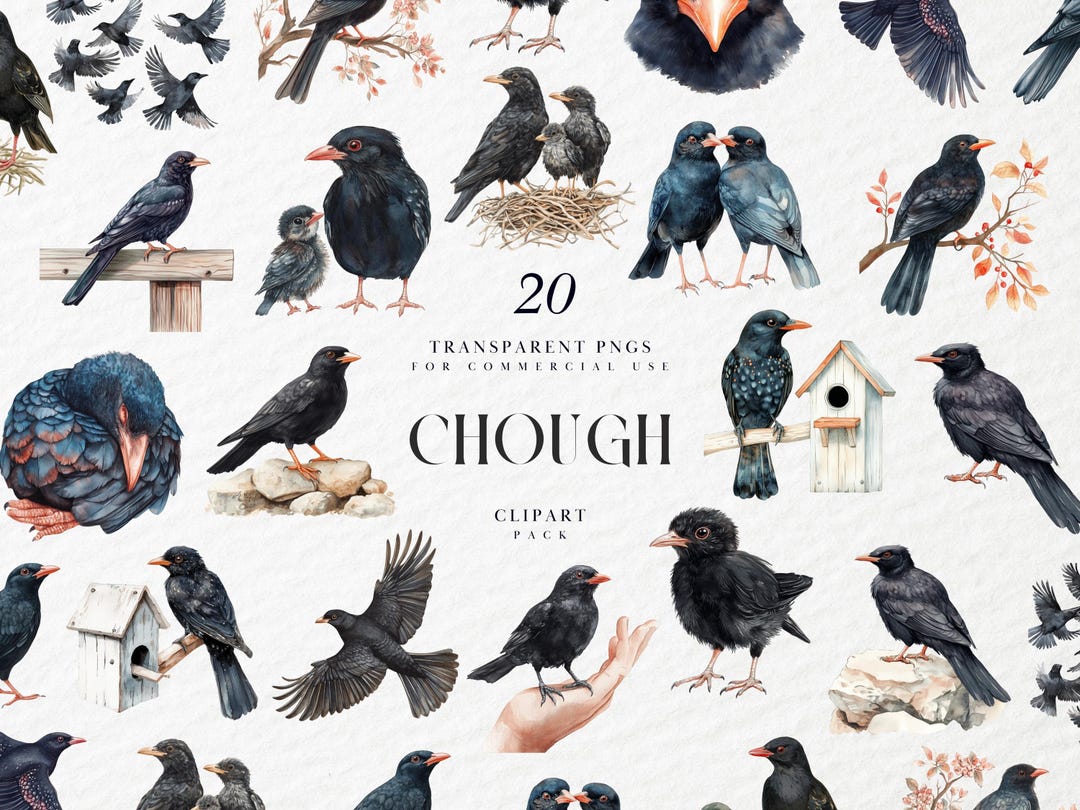 Watercolor Chough Clipart, Flying Black Bird, Crow, Raven, Bird Lovers ...