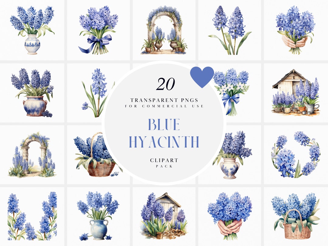 Watercolor Blue Hyacinth Clipart, Floral Blue Hyacinths Clipart ...