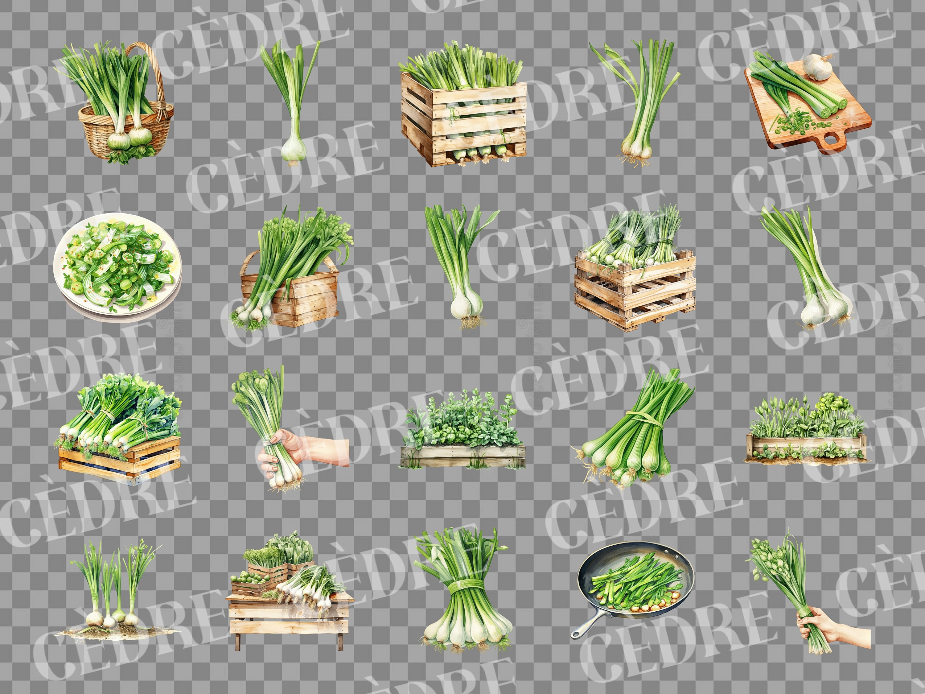 Watercolor Spring Onions Clipart, Spring Onion Clipart, Garden ...