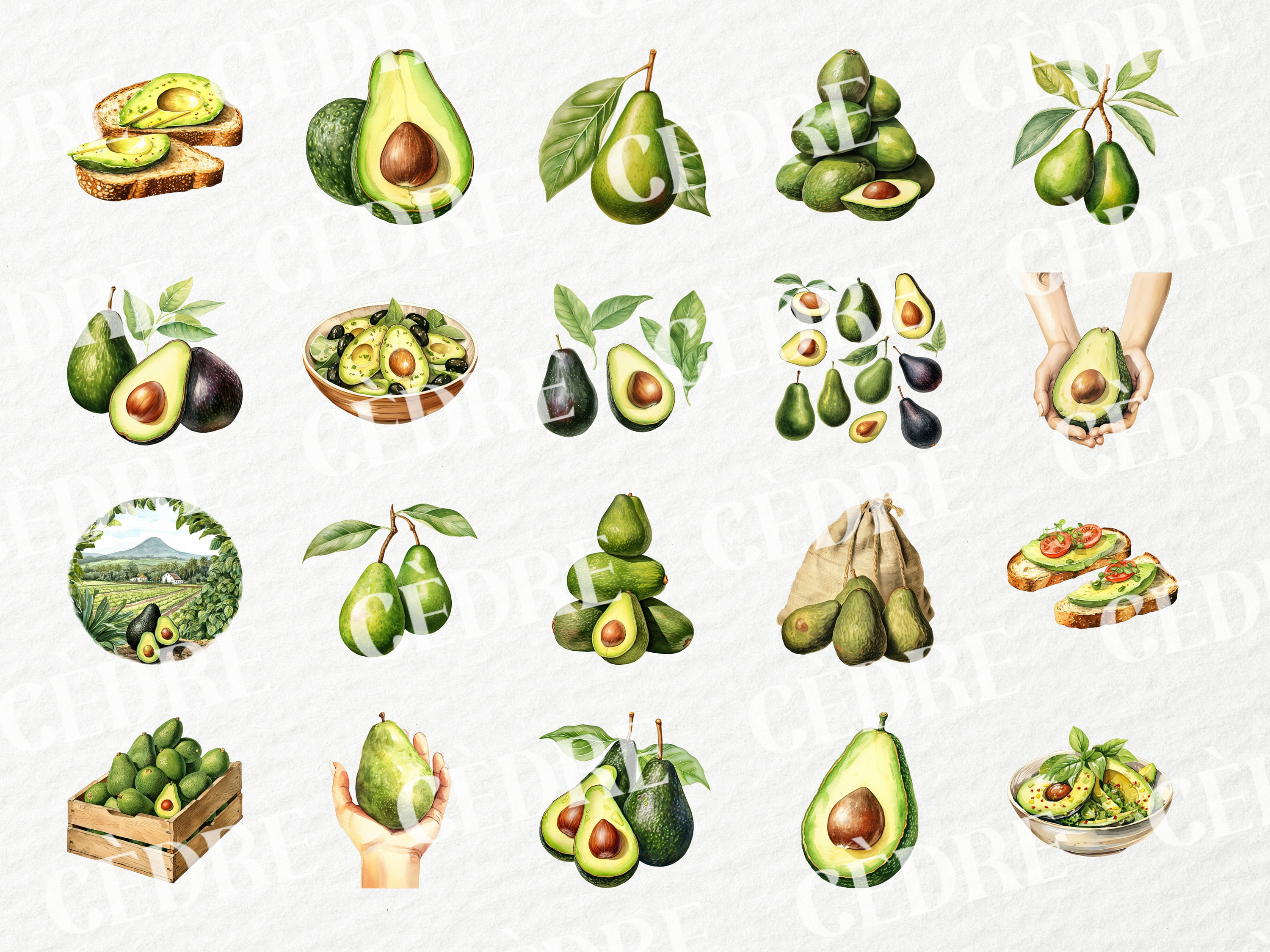 Watercolor Avocados Clipart, Green Avocado Clipart, Plant Avocado Fruit ...
