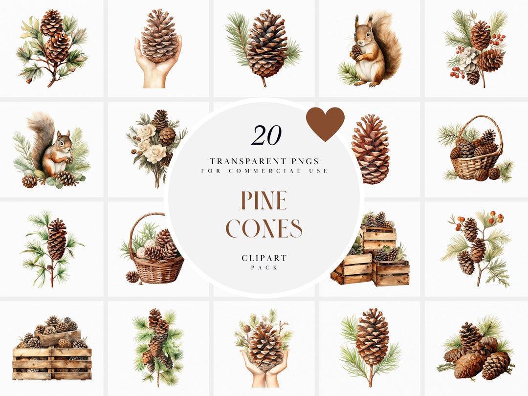 Watercolor Pine Cone Clipart, Pine Cones Clipart, Mature Pine Tree ...