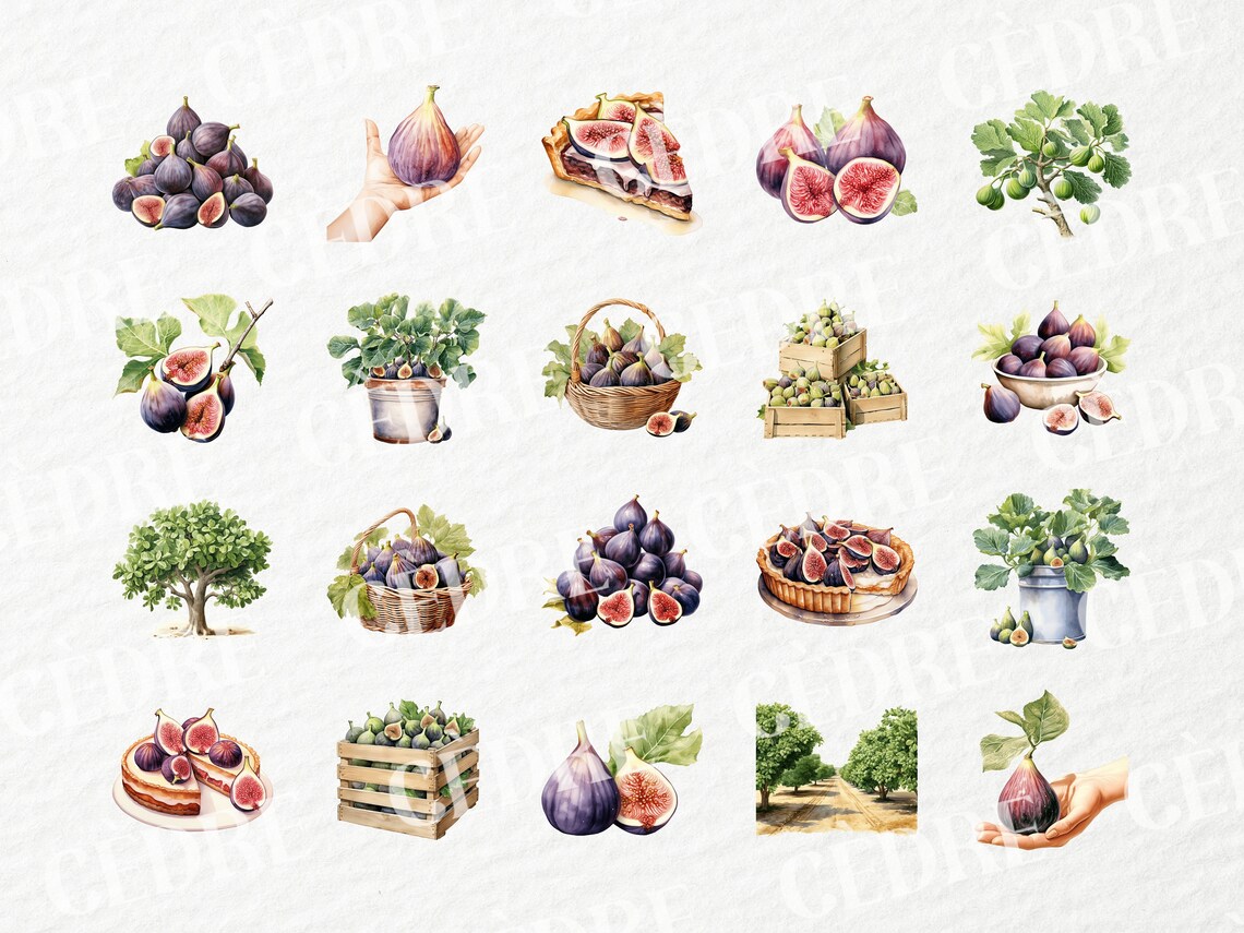 Watercolor Figs Clipart, Purple Mediterranean Fig Clipart, Fig Plant ...