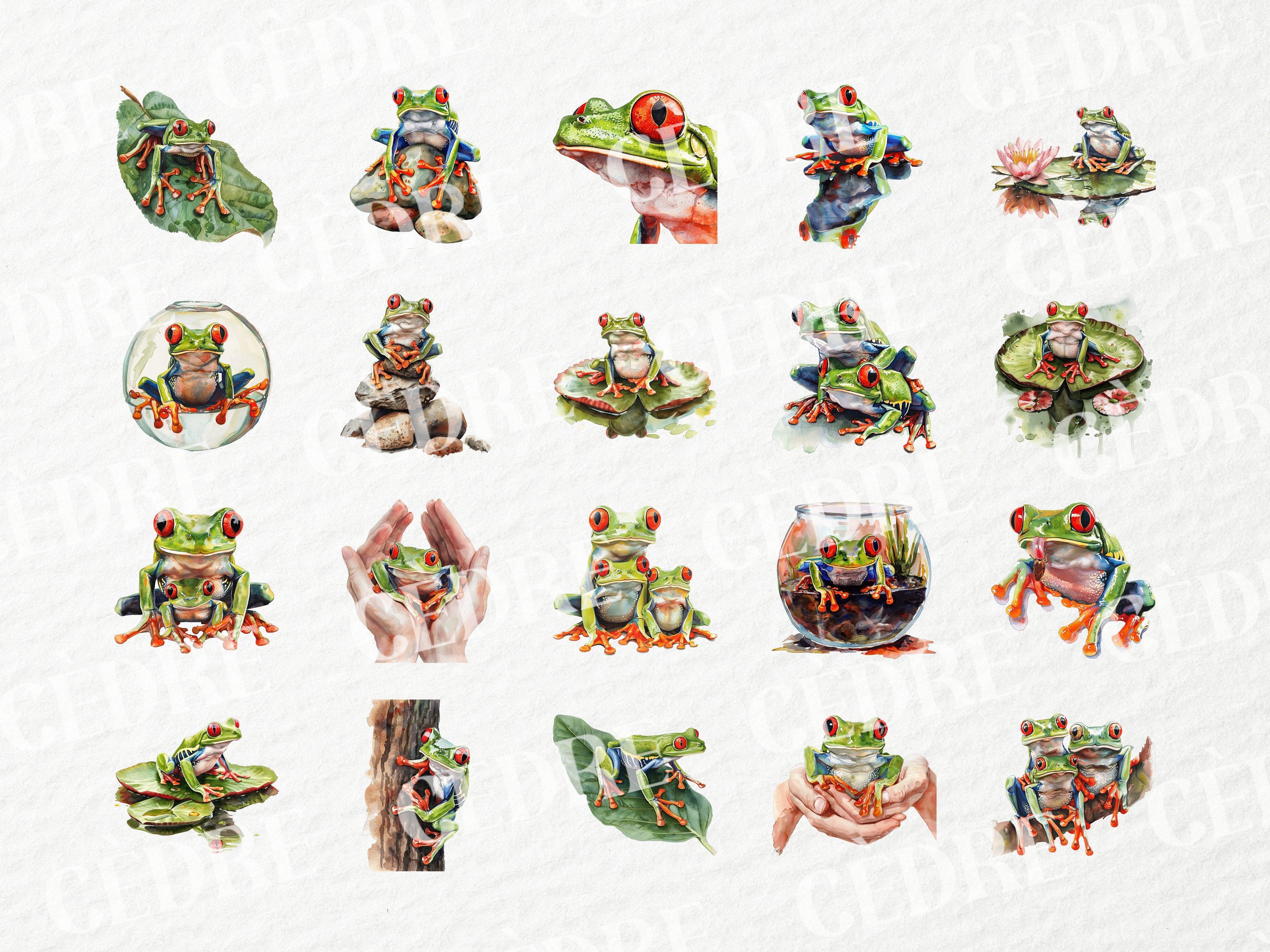 Watercolor Red Eye Tree Frog Clipart, Frogs Clipart, Amphibian Animal ...