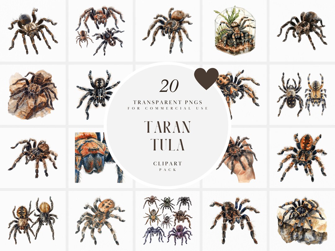 Watercolor Tarantula Spider Clipart, Fuzzy Spider Clipart, Cute Pet ...