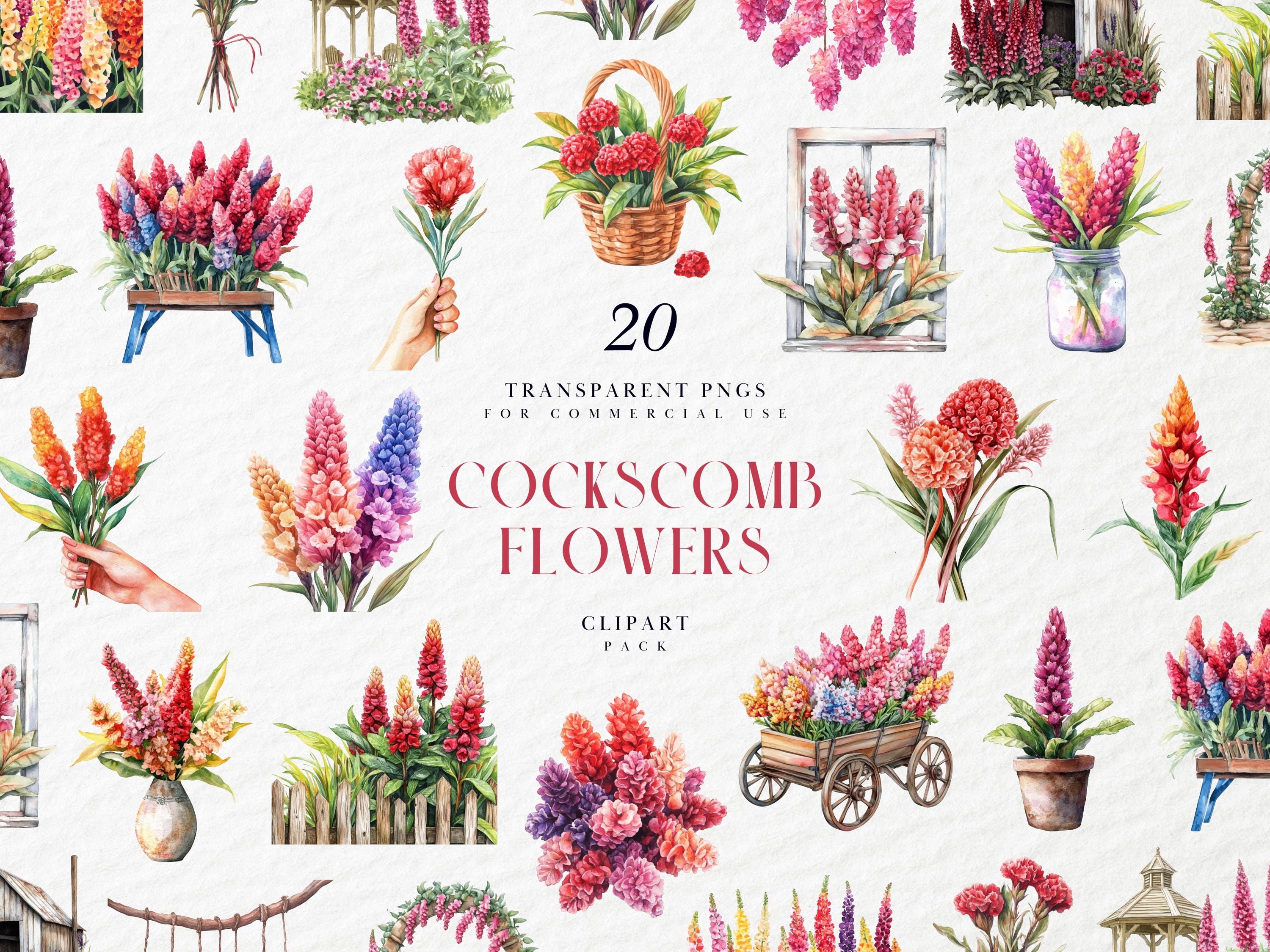 Watercolor Cockscomb Flowers Clipart, Celosia Botanical Bloom Garden ...