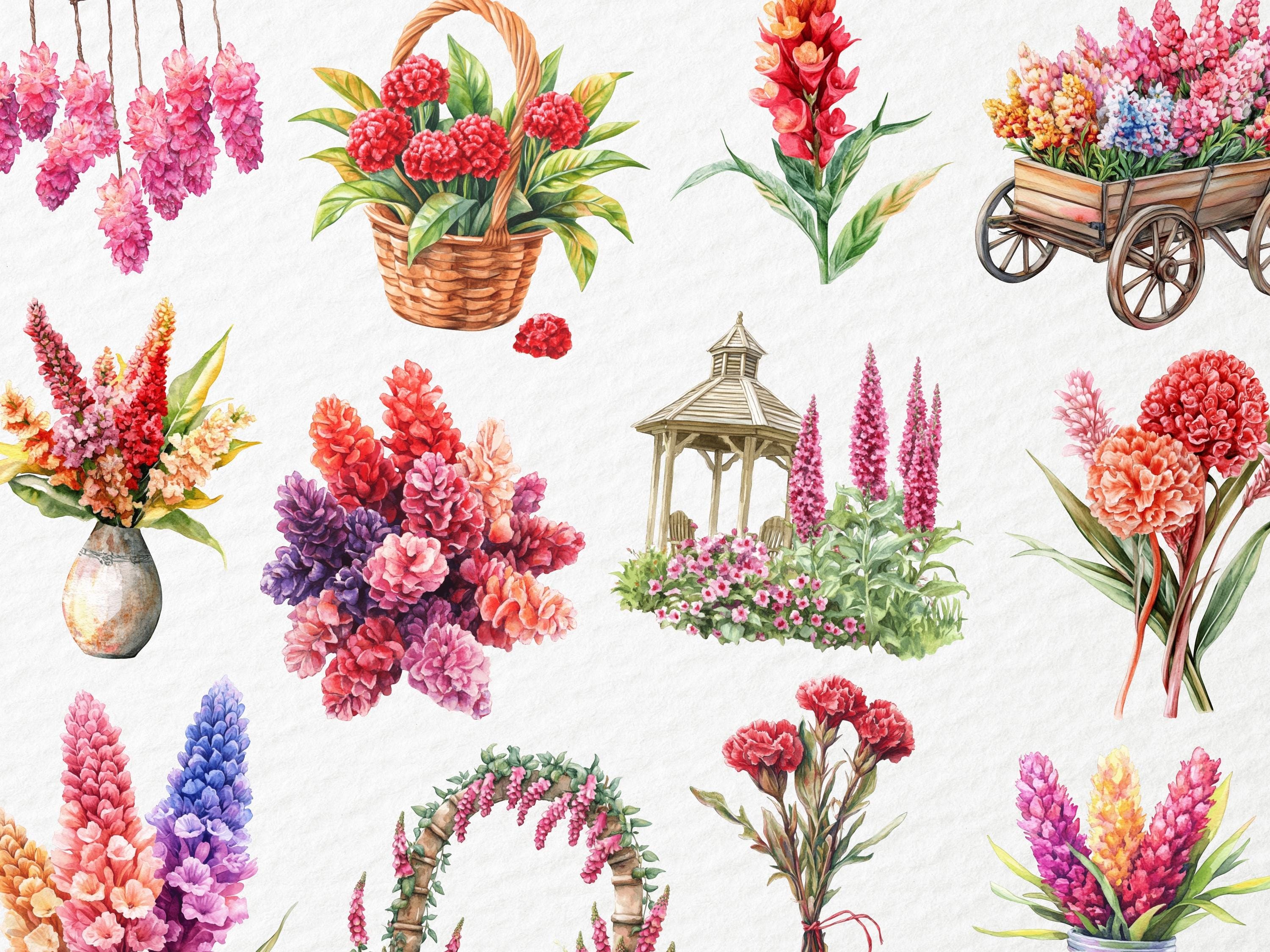 Watercolor Cockscomb Flowers Clipart, Celosia Botanical Bloom Garden ...
