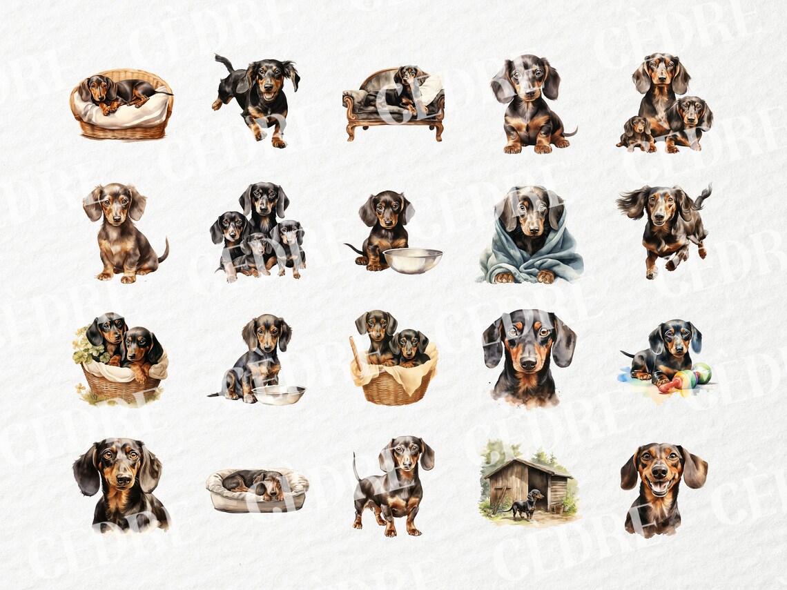 Watercolor Dachshund Clipart, Dachshunds Clipart, Puppy Cute Puppies ...