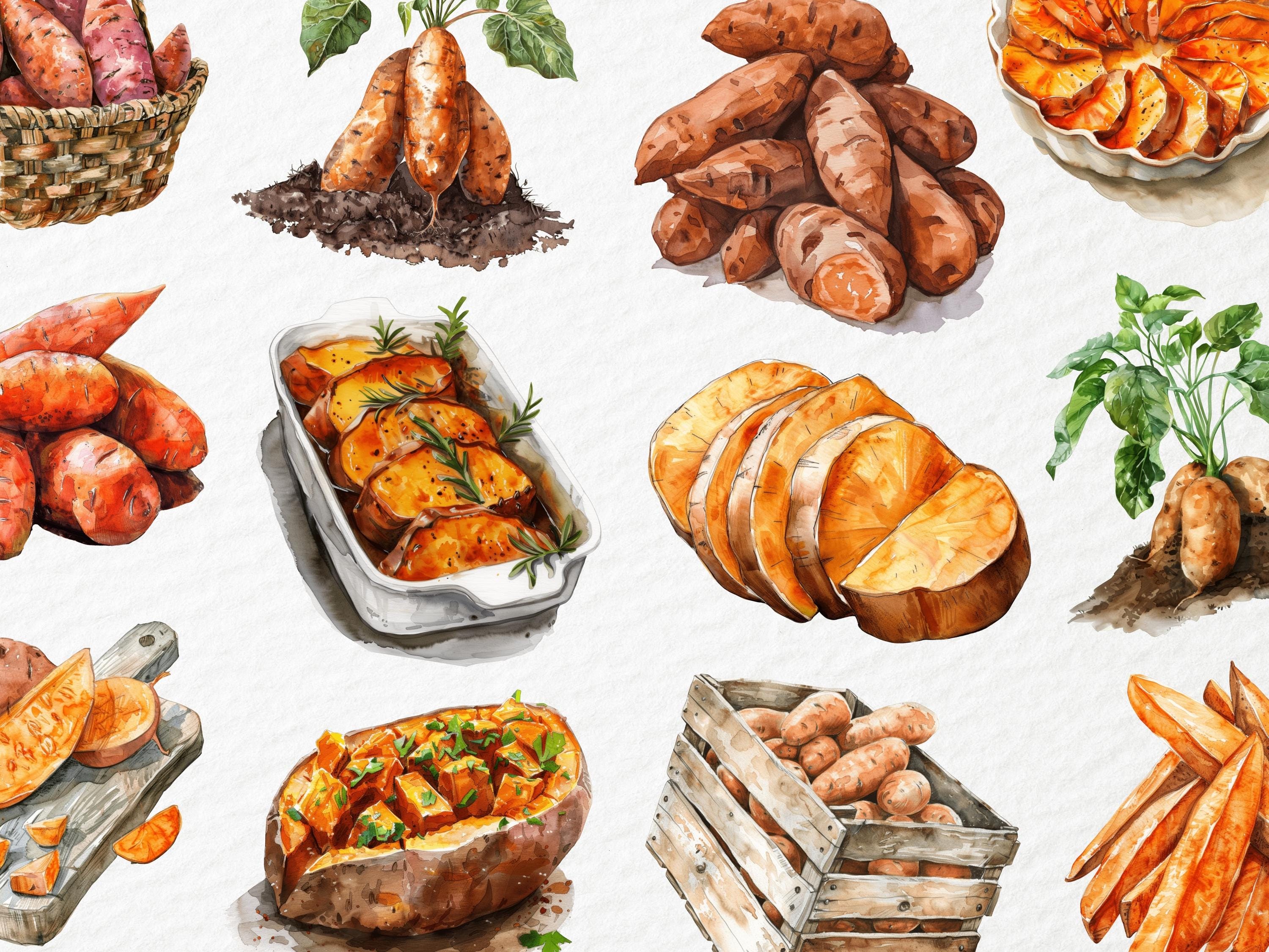 Watercolor Sweet Potato Clipart, Sweet Orange Potatoes, Root Vegetable ...