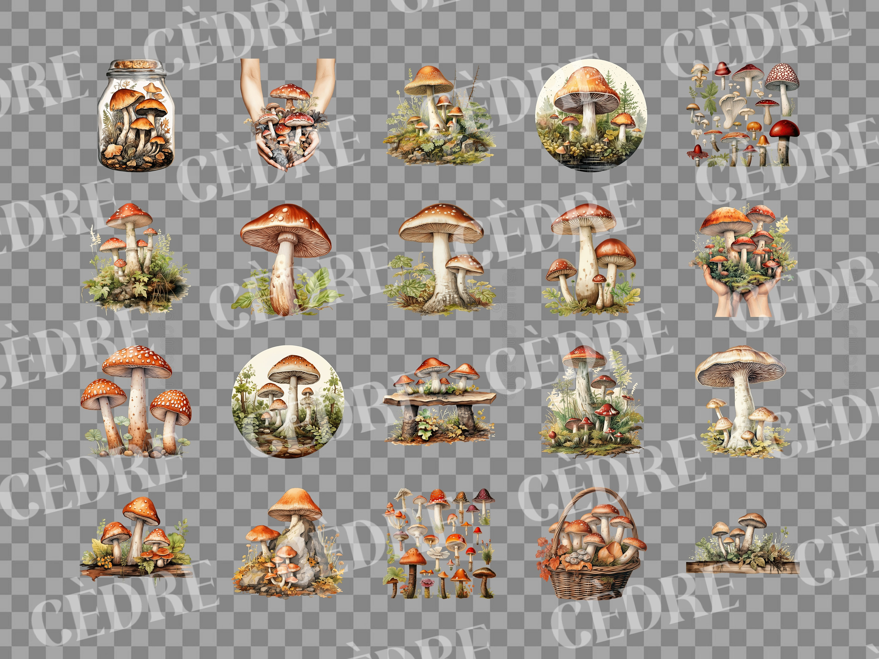 Watercolor Wild Mushrooms Clipart, Wild Mushroom Clipart, Forest ...