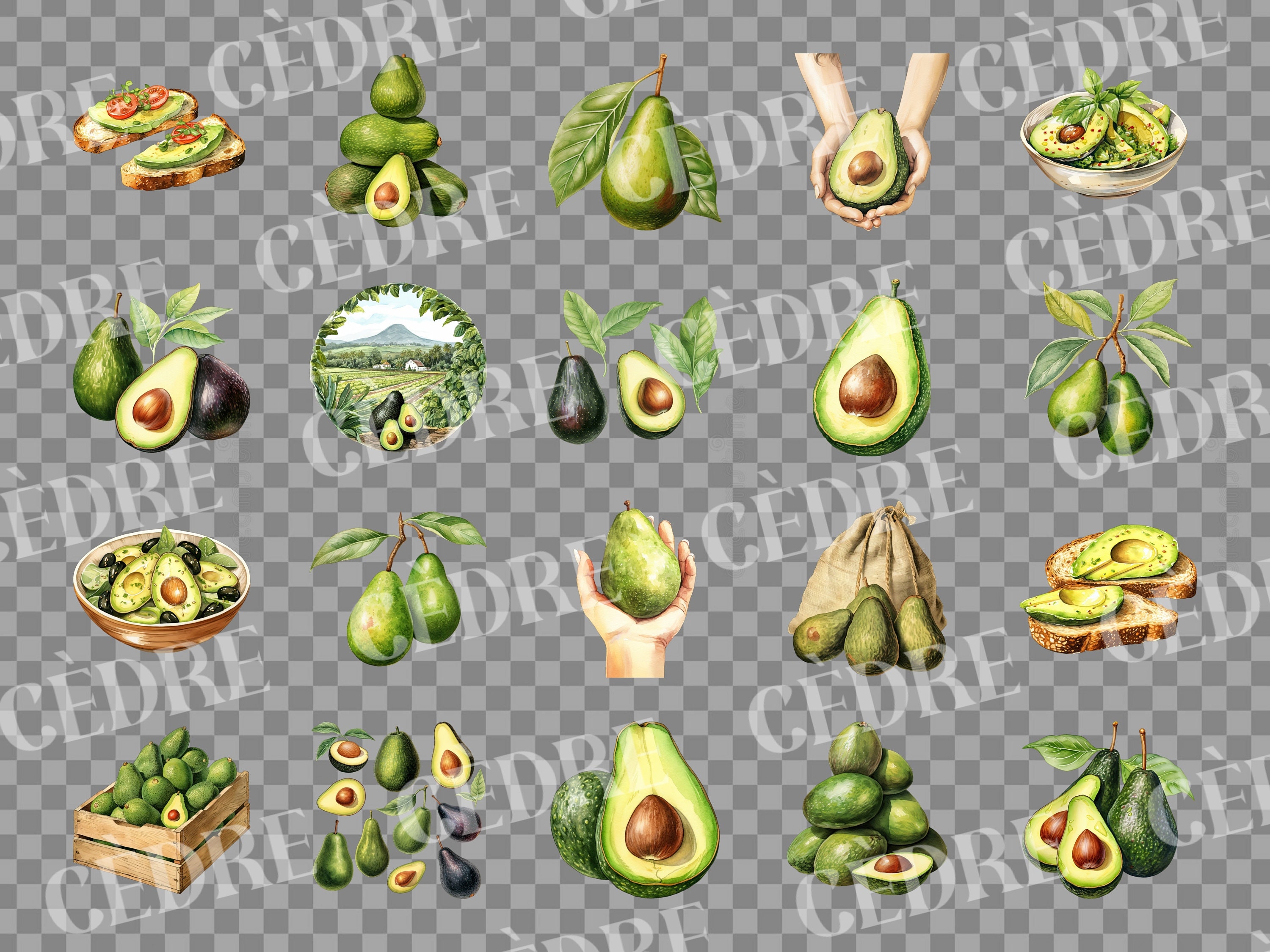 Watercolor Avocados Clipart, Green Avocado Clipart, Plant Avocado Fruit ...
