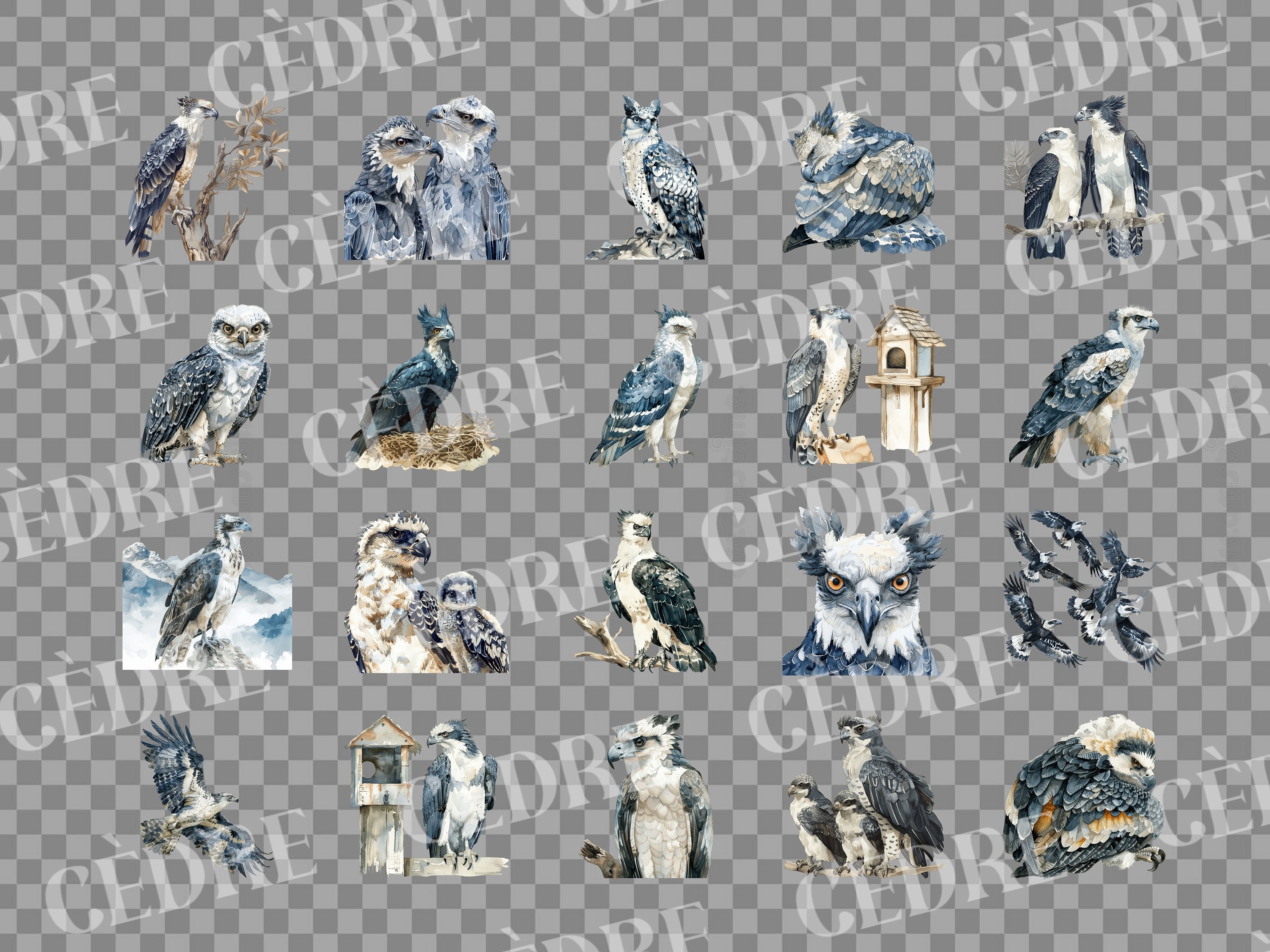 Watercolor Harpy Eagle Clipart, Flying Royal Hawk Clipart, Bird of Prey ...
