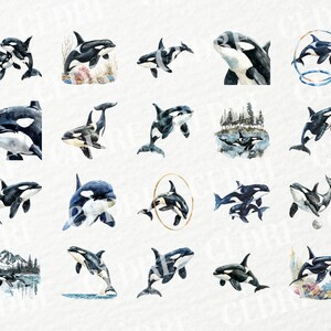Watercolor Orca Clipart, Killer Whale Clipart, Black and White Orcas Clipart, Marine Mammals ...
