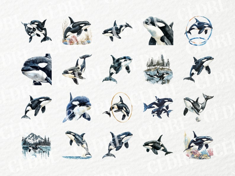 Watercolor Orca Clipart, Killer Whale Clipart, Black and White Orcas ...