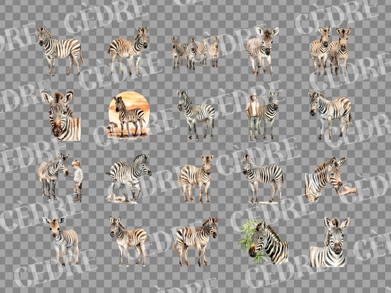 Watercolor Zebra Clipart, Zebras Clipart, Pet Baby Zebra, Savannah ...