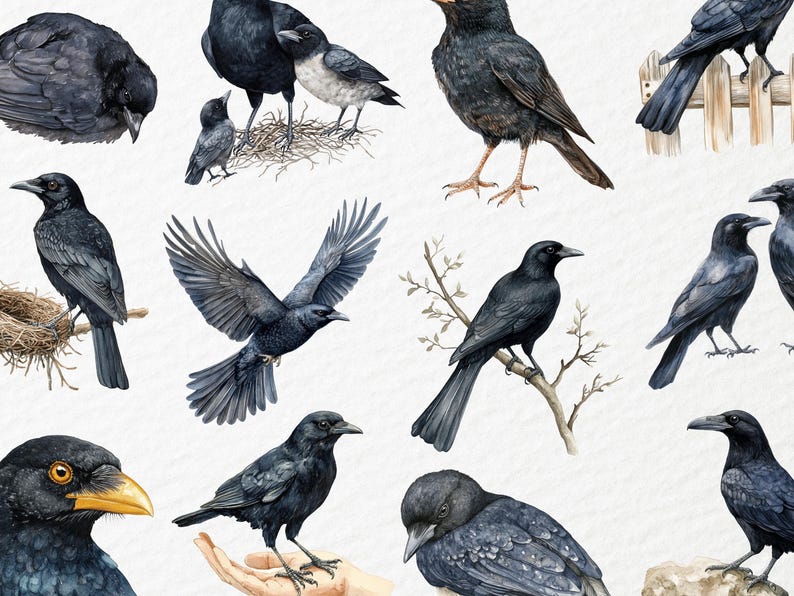 Watercolor Rook Clipart, Flying Black Bird, Crow, Raven, Bird Lovers ...