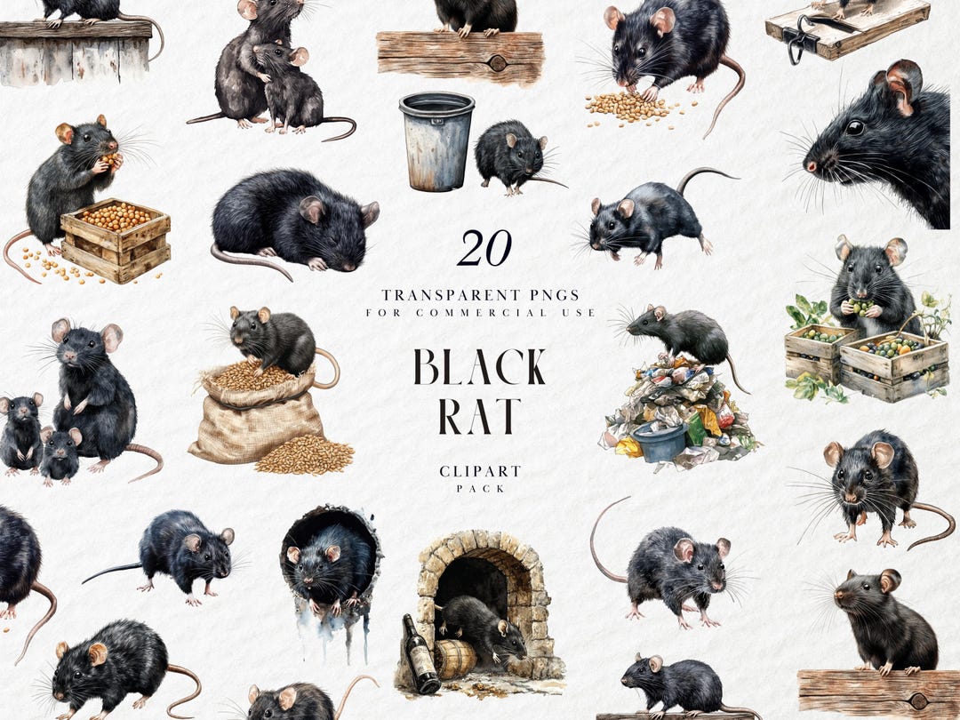 Watercolor Black Mouse Clipart, Realistic, Rodents, Pets, House Mouse ...