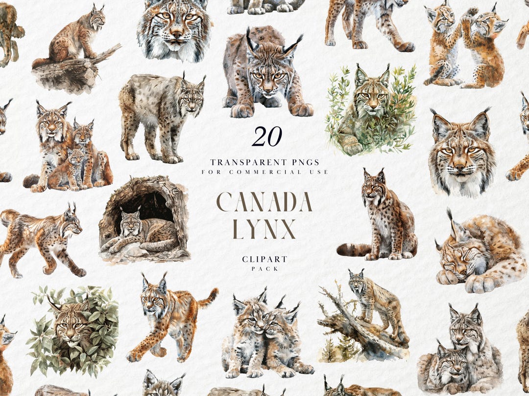 Watercolor Canada Lynx Clipart, Canadian Lynx, Big Wild Cat, Felines ...