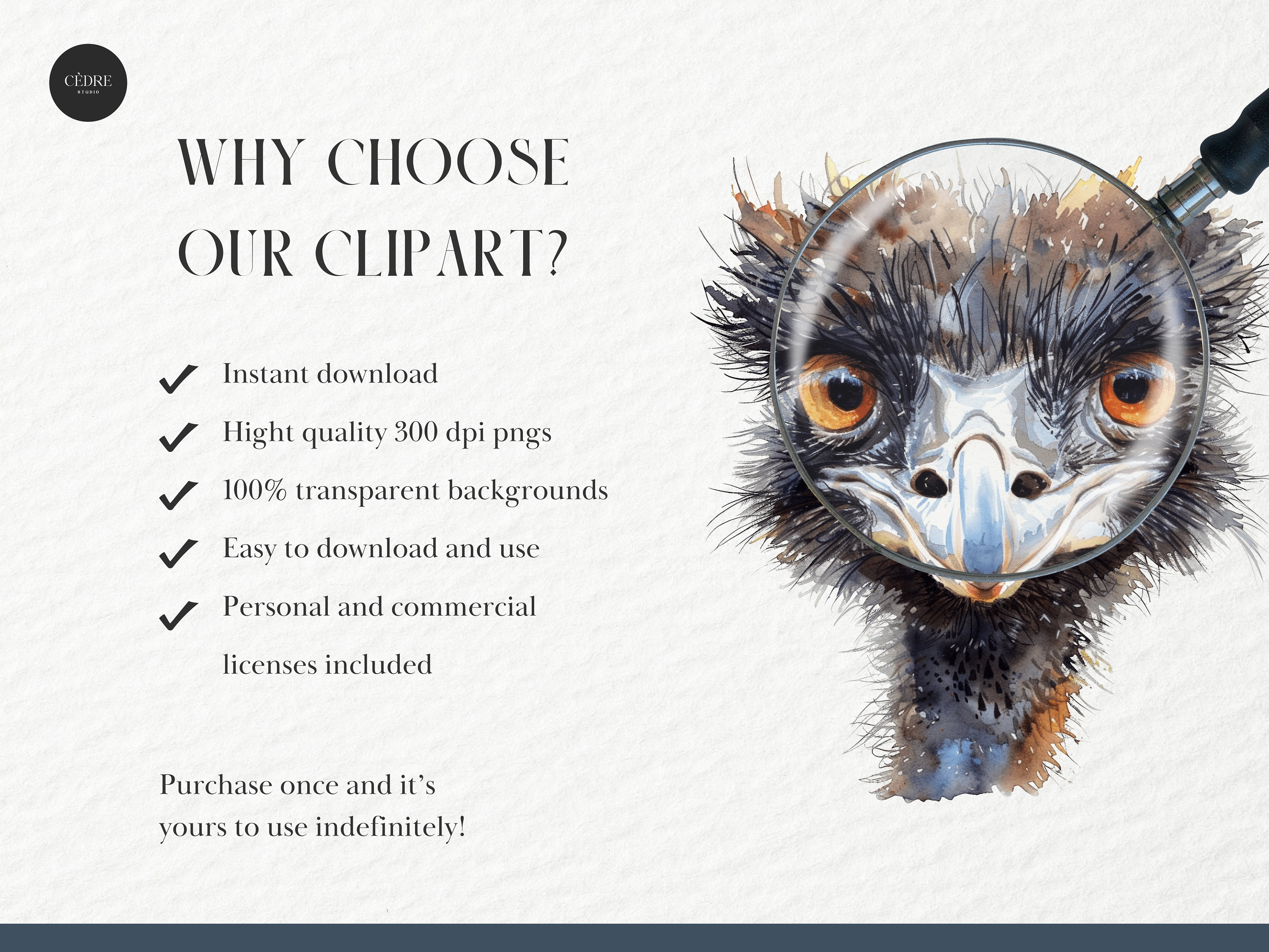 Watercolor Emu Clipart, Emus Clipart, Realistic Flightless Birds, Baby ...