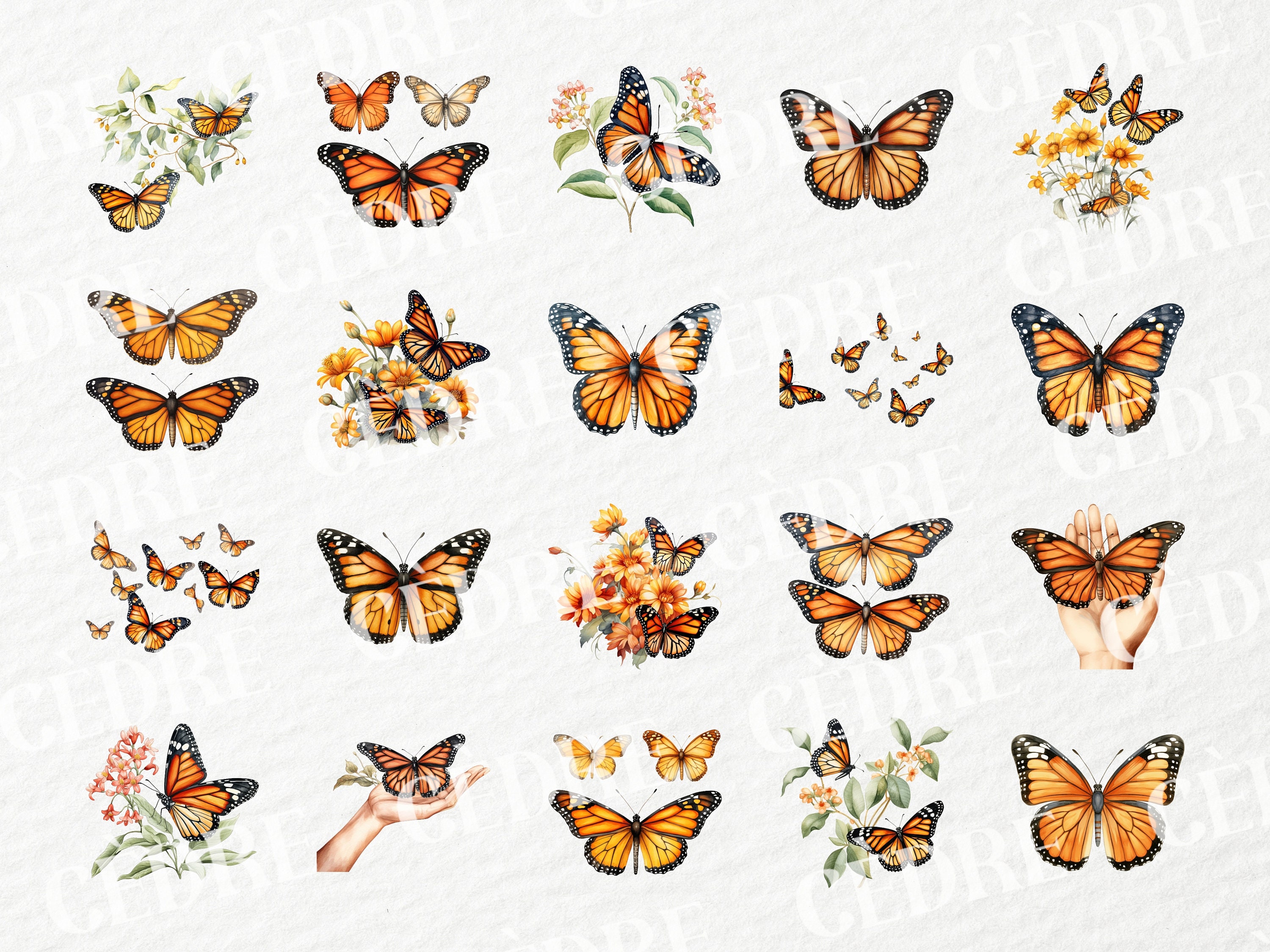 Watercolor Monarch Butterflies Clipart, Flying Monarch Butterfly ...