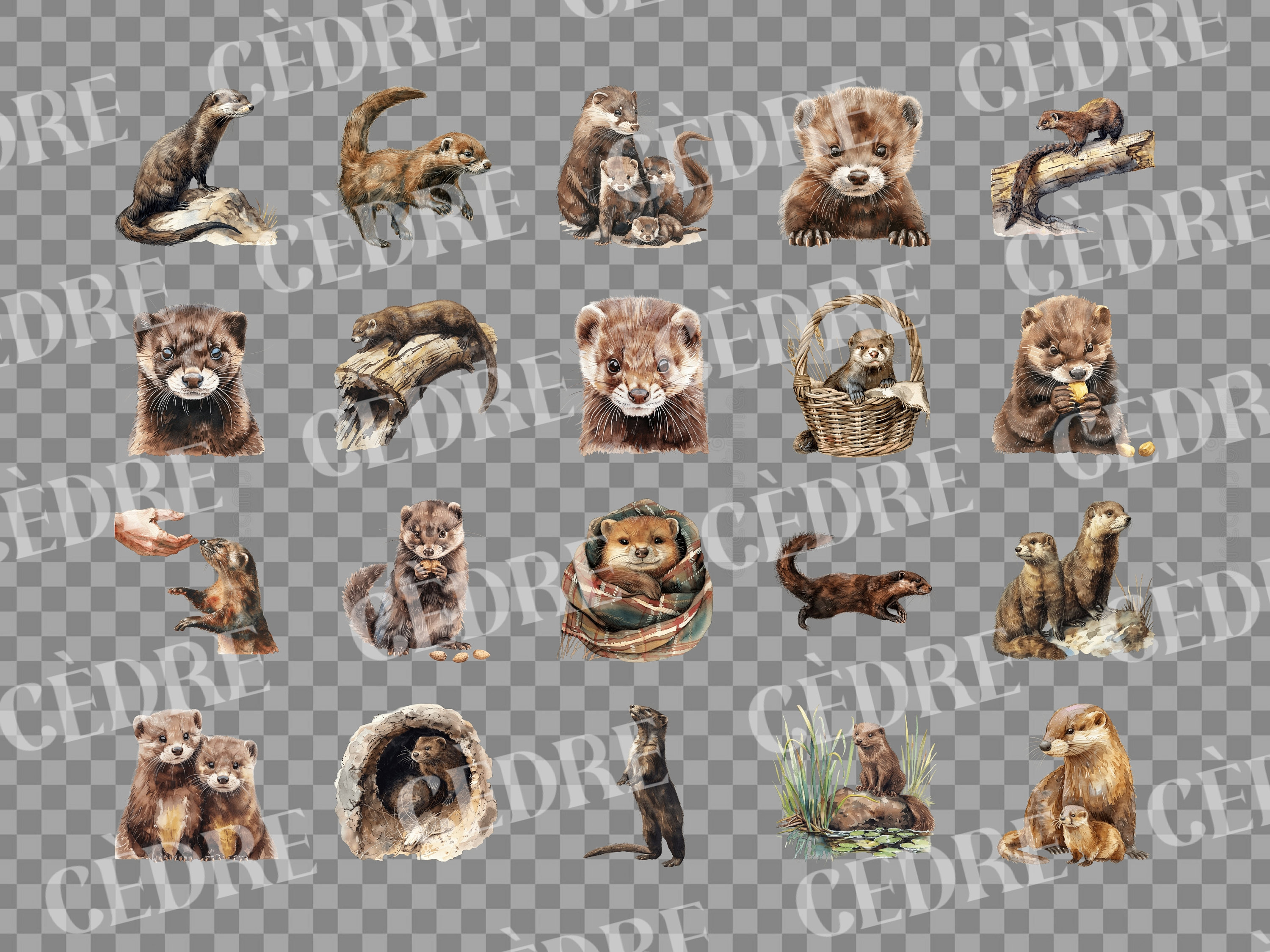 Watercolor Mink Clipart, Minks Clipart, Pet Cute Baby Minks, American ...