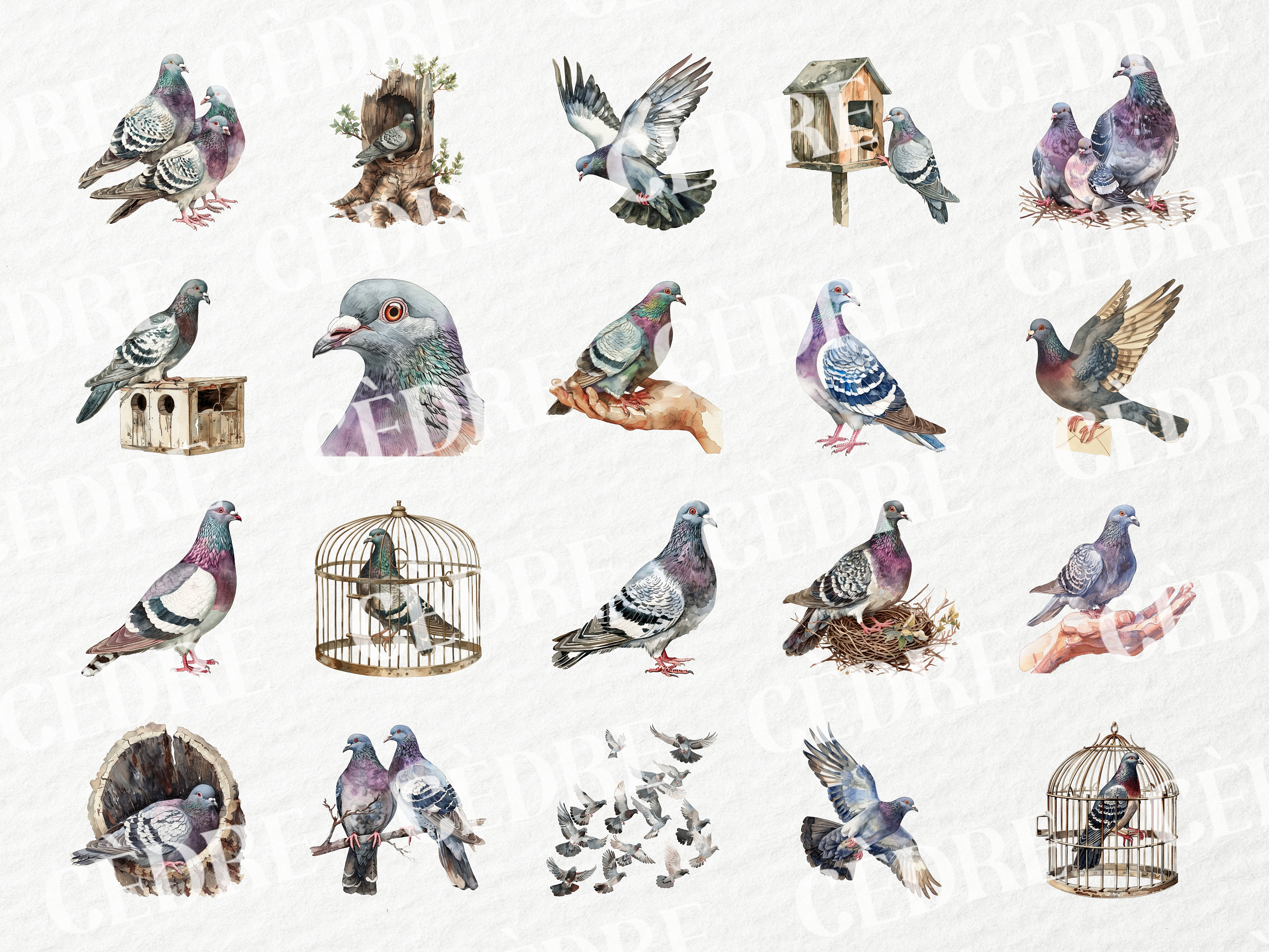 Watercolor Common Pigeon Clipart, Flying Common Pigeons Clipart, Pigeon ...