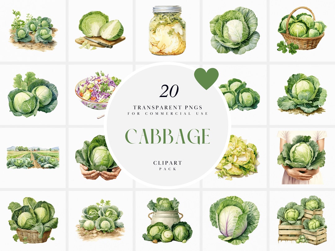 Watercolor Cabbage Clipart, Green Cabbage Clipart, Veggie Greens ...
