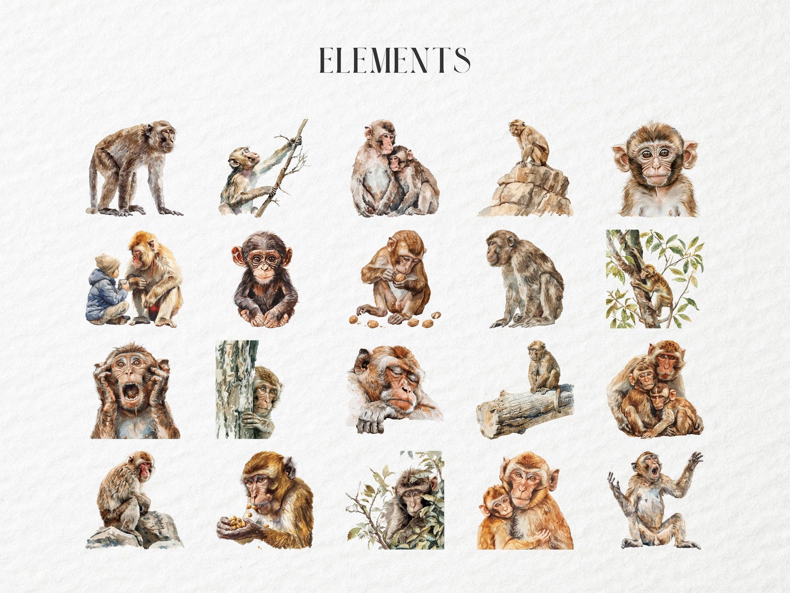 Watercolor Macaque Clipart, Realistic Zoo Animals Clipart, Primates ...