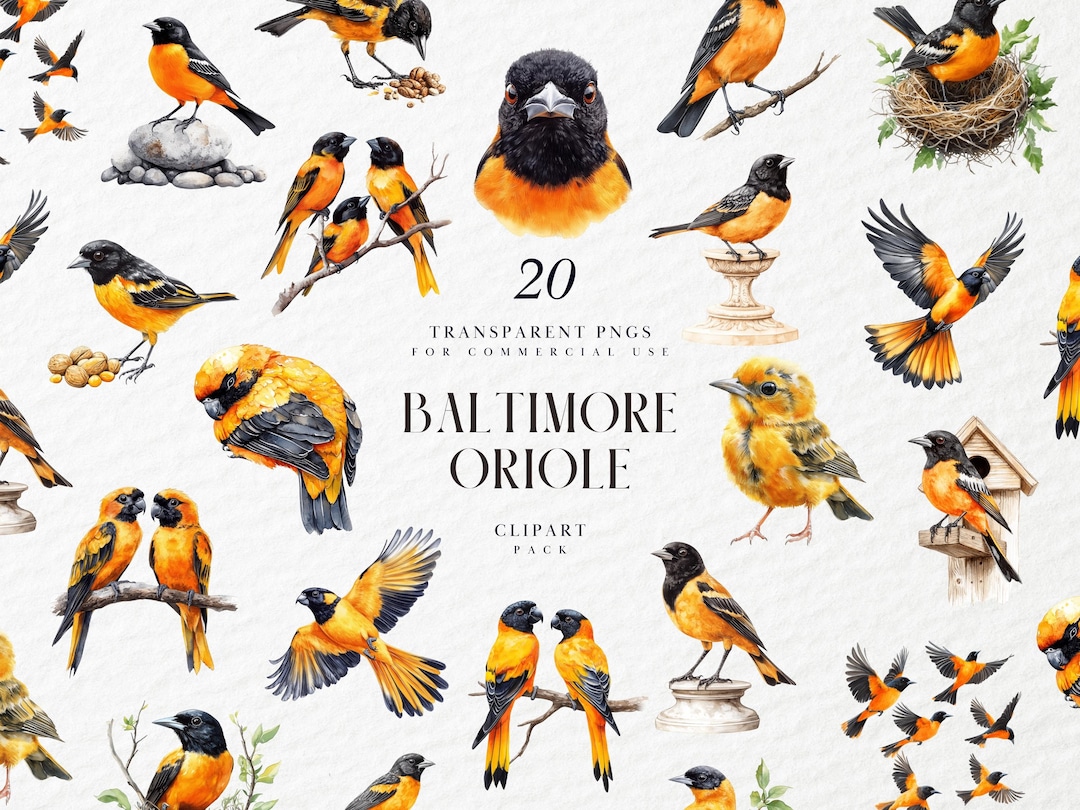 Watercolor Baltimore Oriole Clipart, Flying Oriole, Vibrant Orange ...
