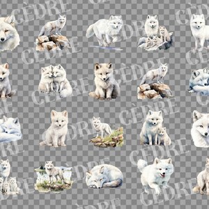 Watercolor Arctic Fox Clipart, Arctic Foxes Clipart, White Fox Clipart ...
