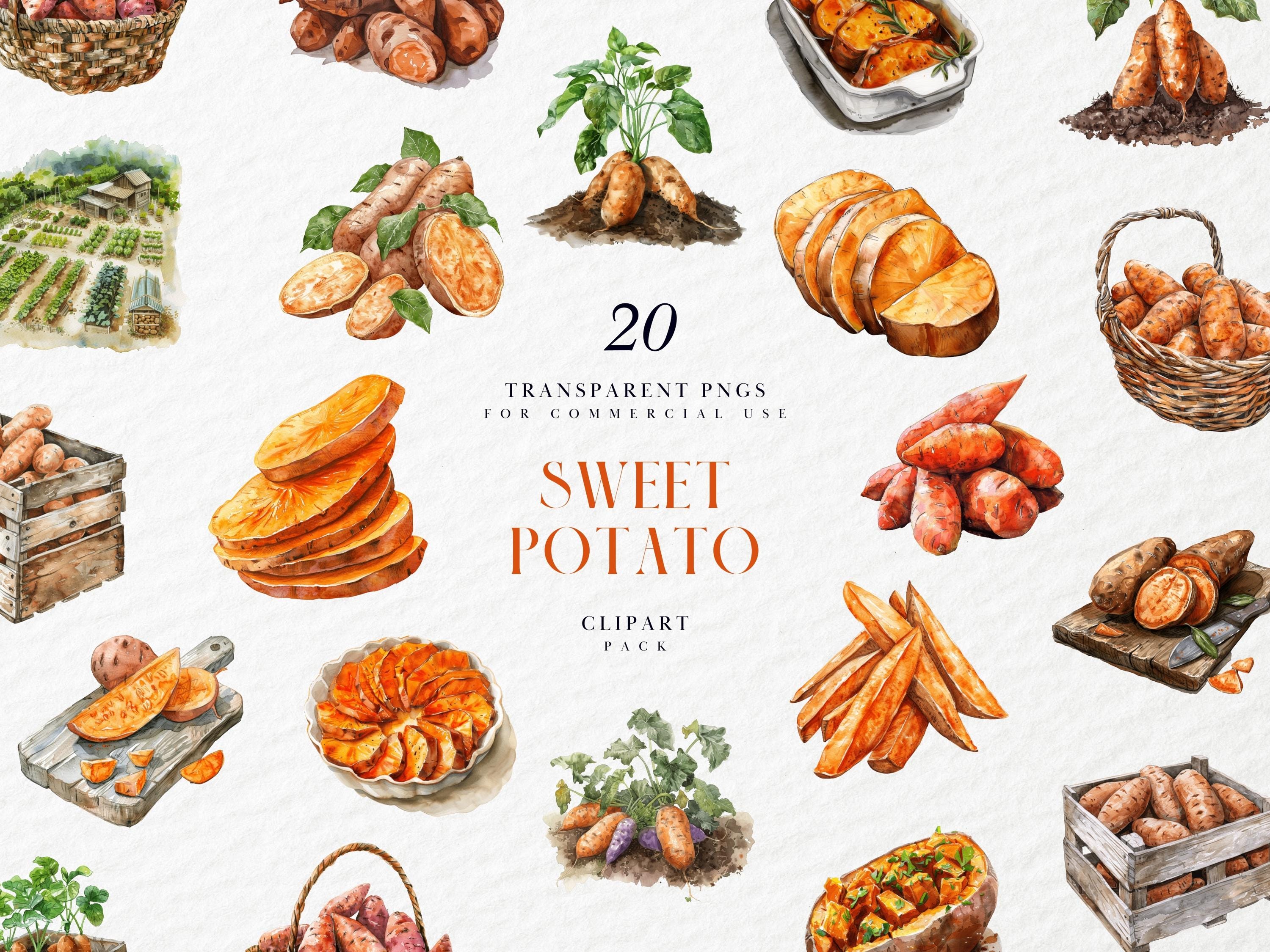 Watercolor Sweet Potato Clipart, Sweet Orange Potatoes, Root Vegetable ...