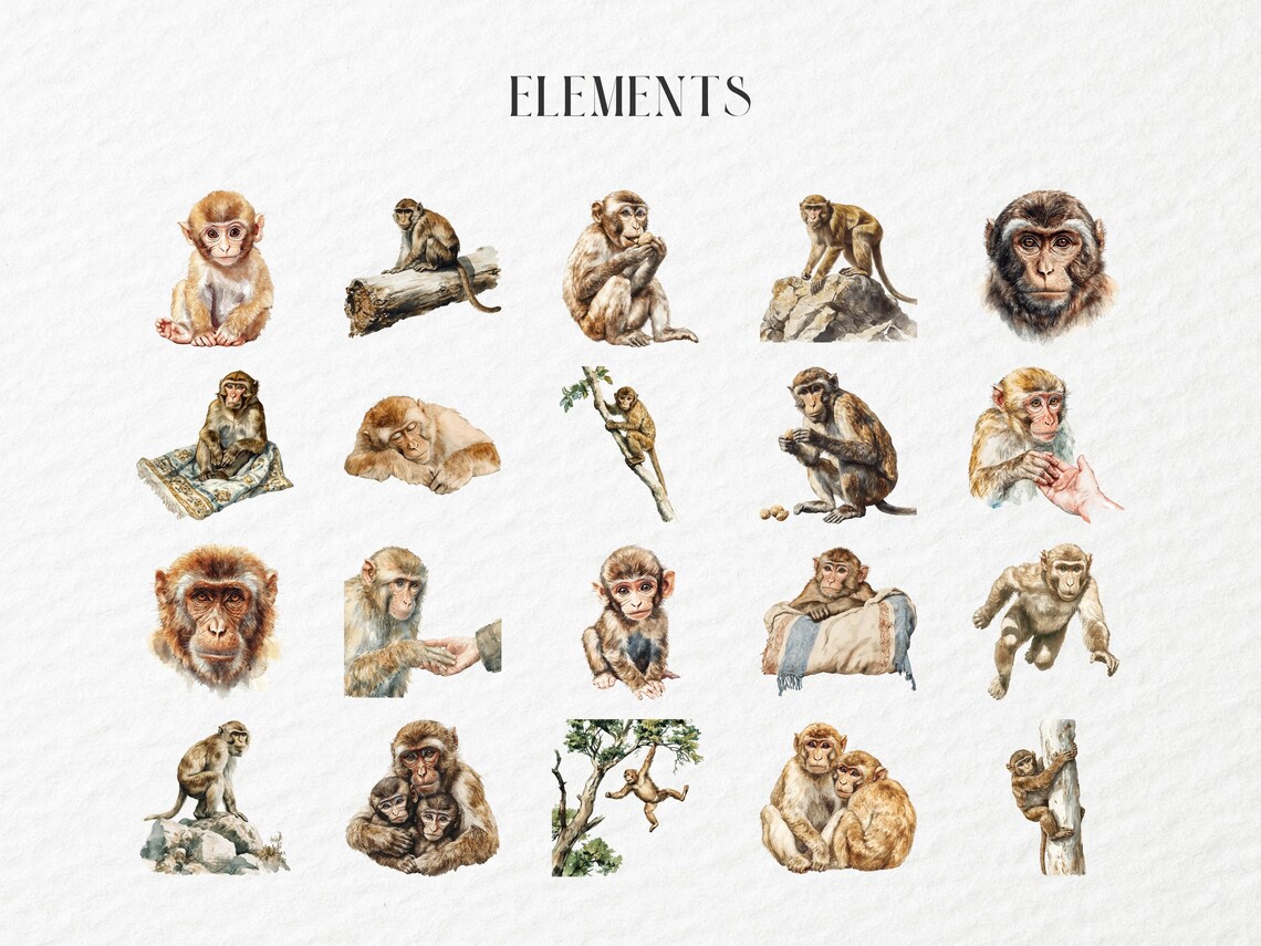 Watercolor Barbary Macaque Clipart, Apes, Primates, Zoo Animals ...