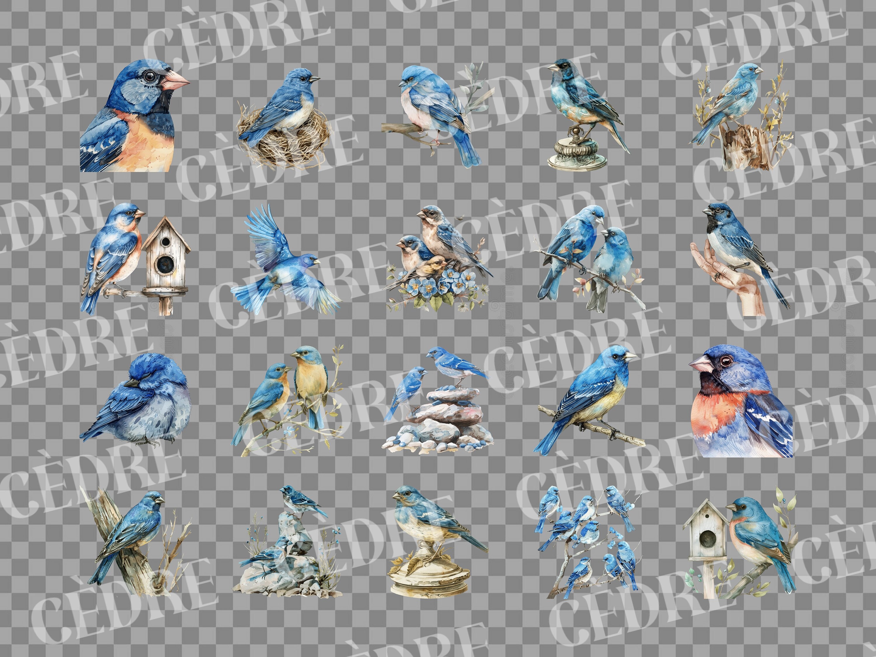Watercolor Blue Finch Clipart, Flying Blue Finches Clipart, Chirping ...