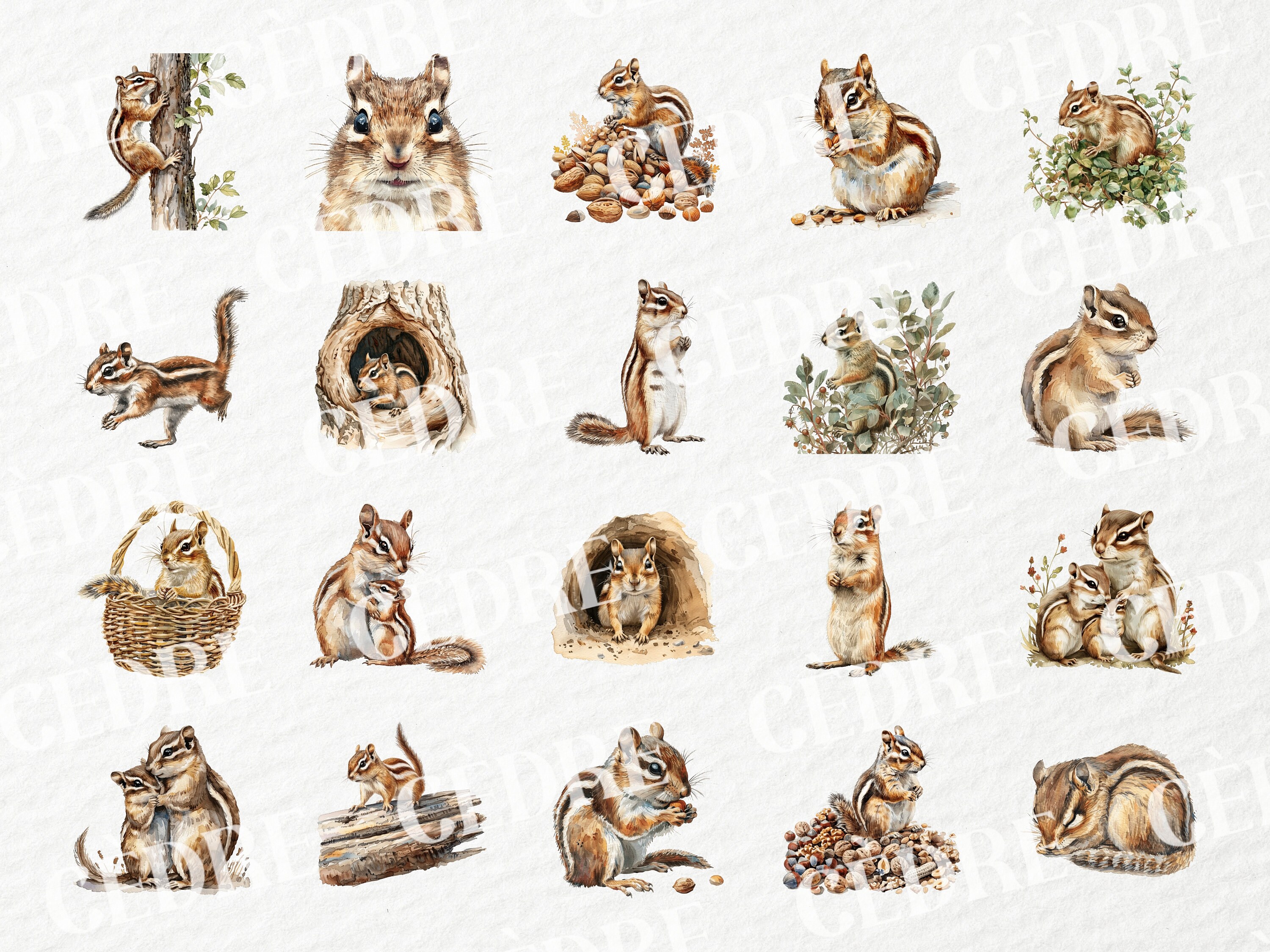 Watercolor Chipmunk Clipart, Woodland Chipmunks Clipart, Cute Baby ...