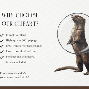 Watercolor Mink Clipart, Minks Clipart, Pet Cute Baby Minks, American ...