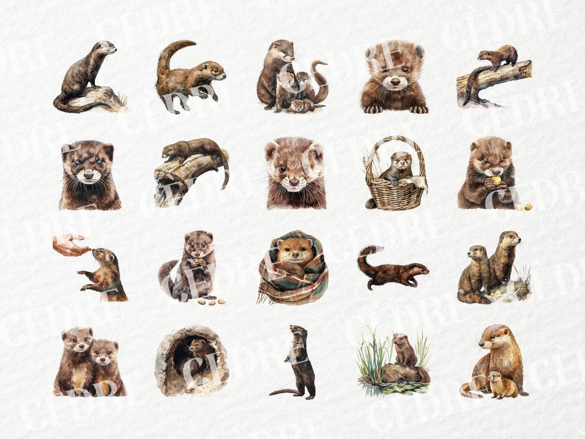 Watercolor Mink Clipart, Minks Clipart, Pet Cute Baby Minks, American ...
