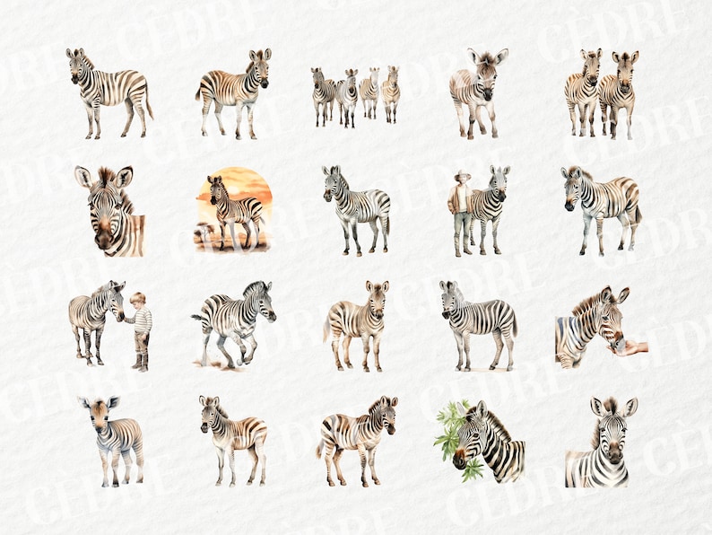 Watercolor Zebra Clipart, Zebras Clipart, Pet Baby Zebra, Savannah ...