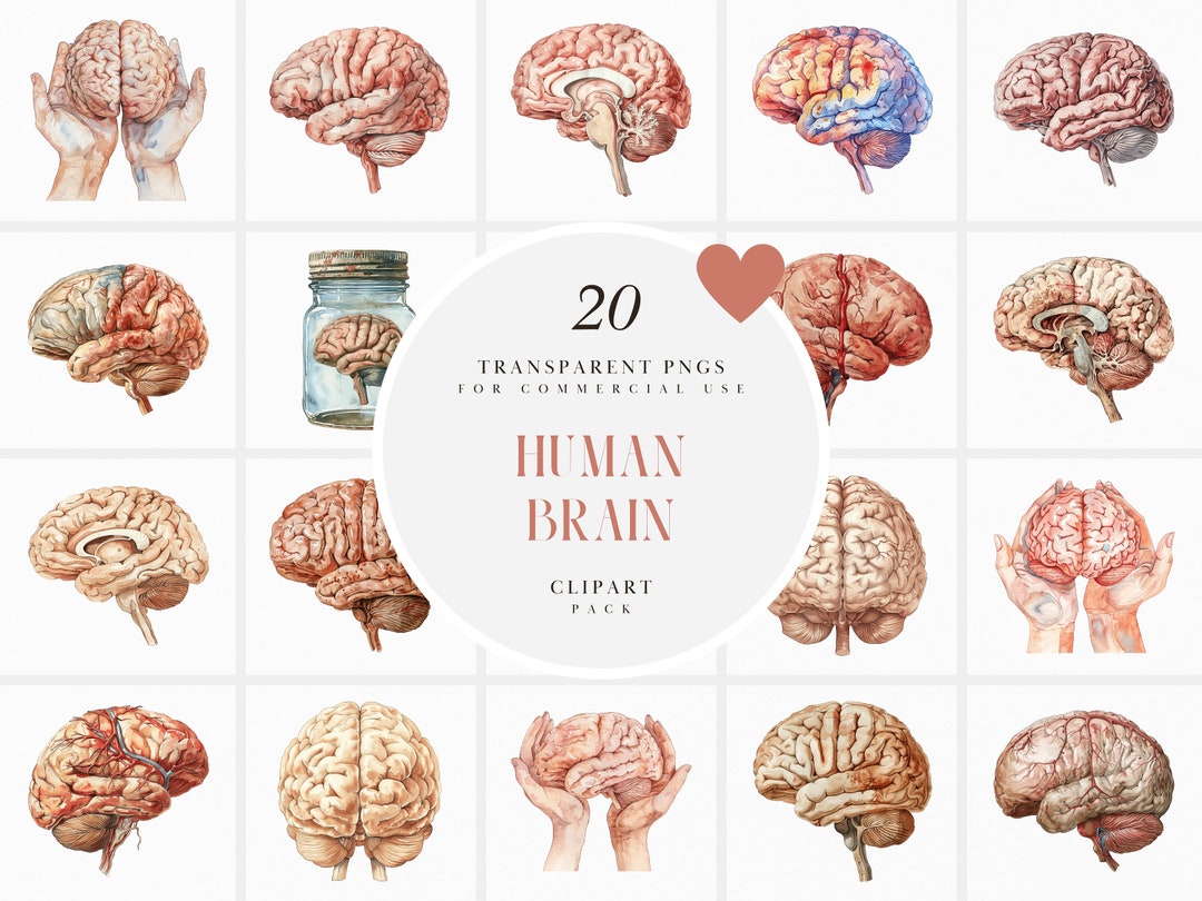 Watercolor Human Brain Clipart, Human Anatomy, Organs, Anatomical ...