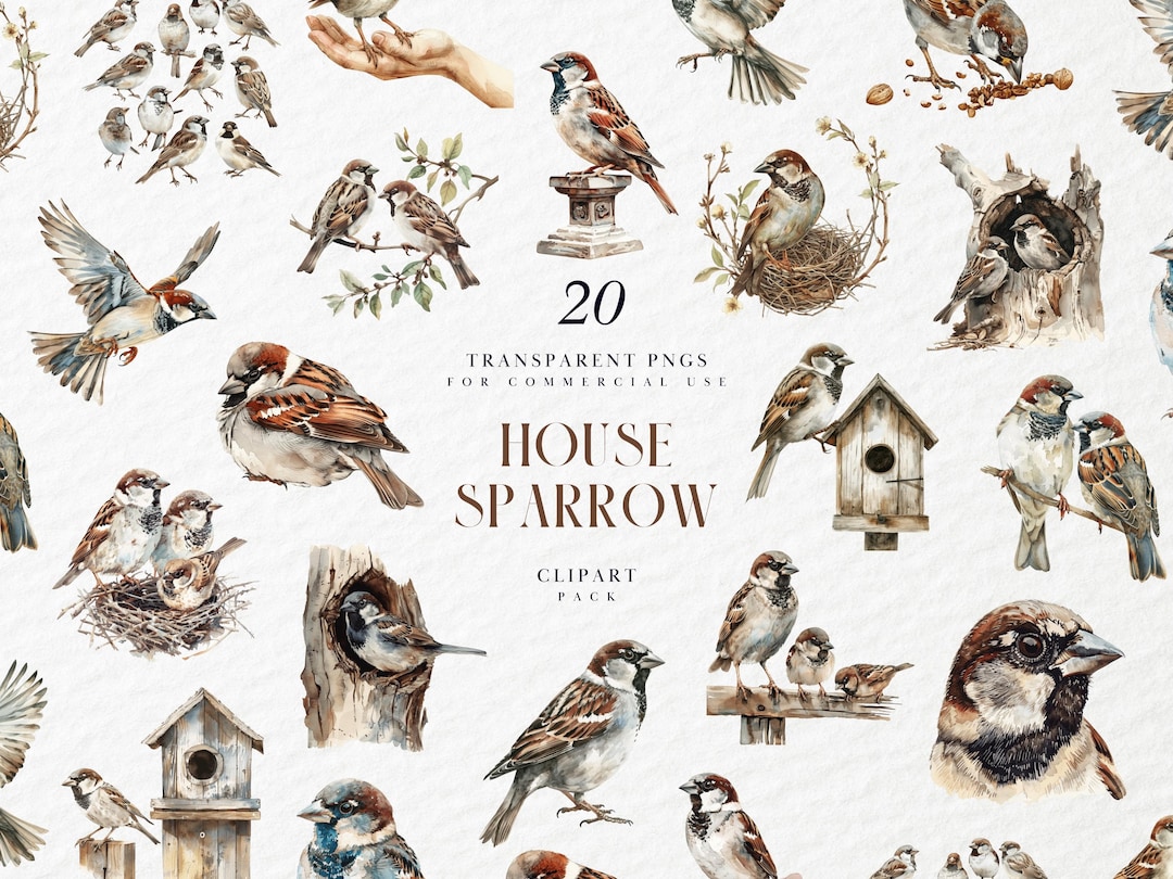 Watercolor House Sparrow Clipart, Flying Bird Sparrows, Chirping ...