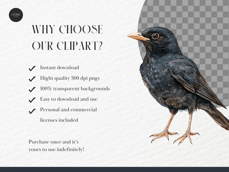 Watercolor Rook Clipart, Flying Black Bird, Crow, Raven, Bird Lovers ...