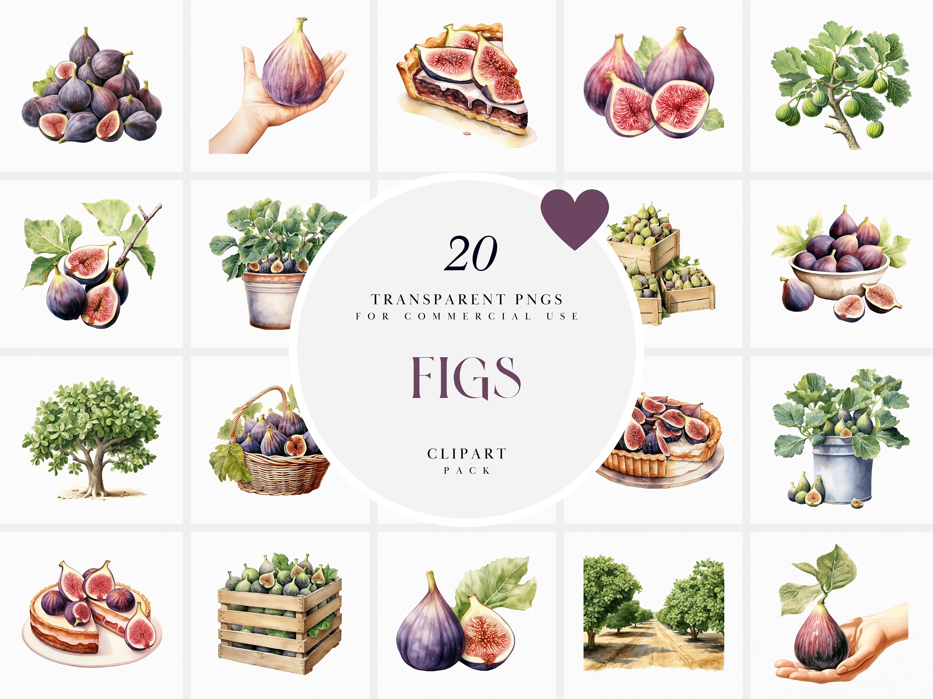 Watercolor Figs Clipart, Purple Mediterranean Fig Clipart, Fig Plant ...