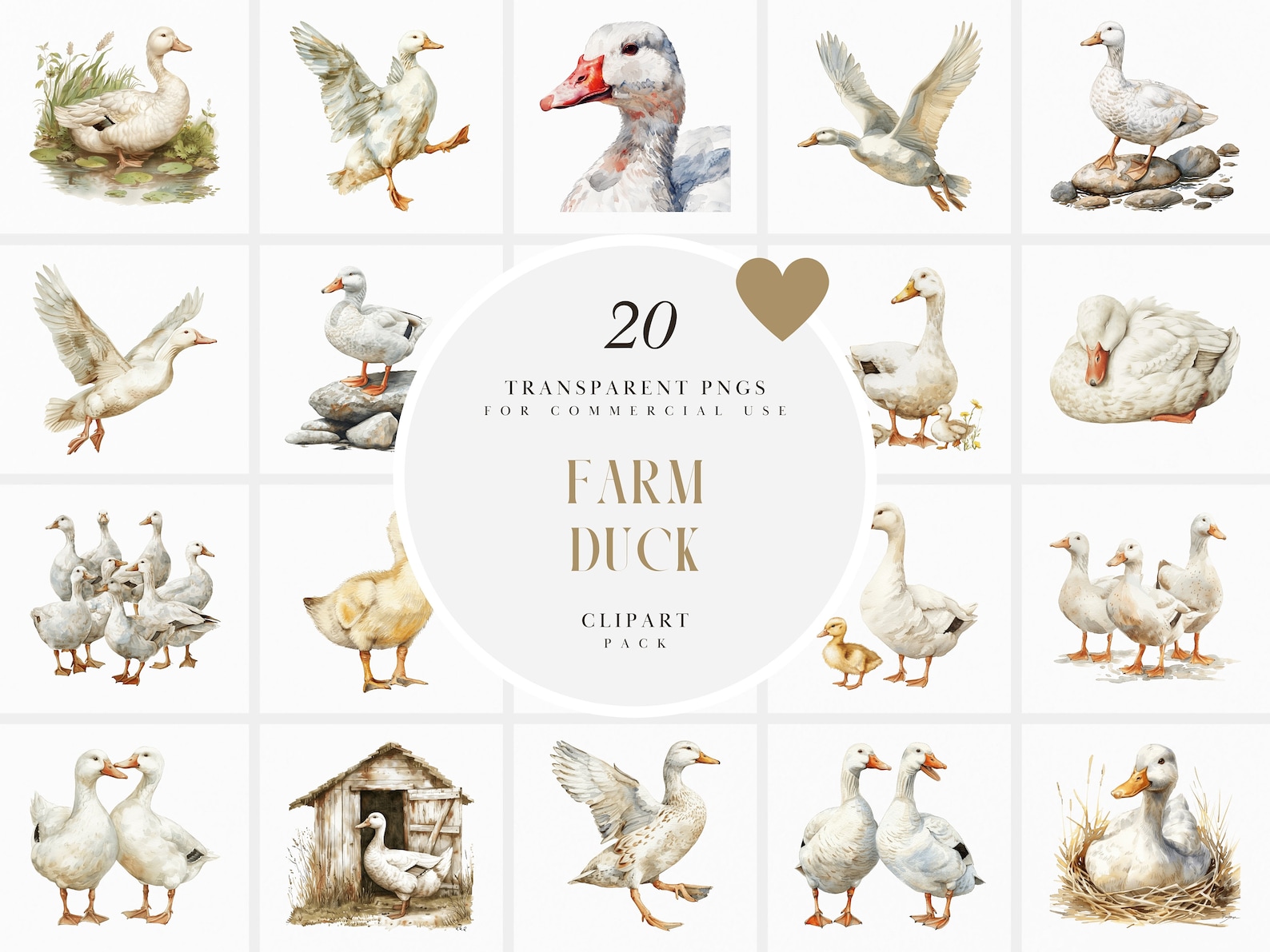 Watercolor White Farm Duck Clipart, Farm Ducks Clipart, Pet Duck, Farm ...