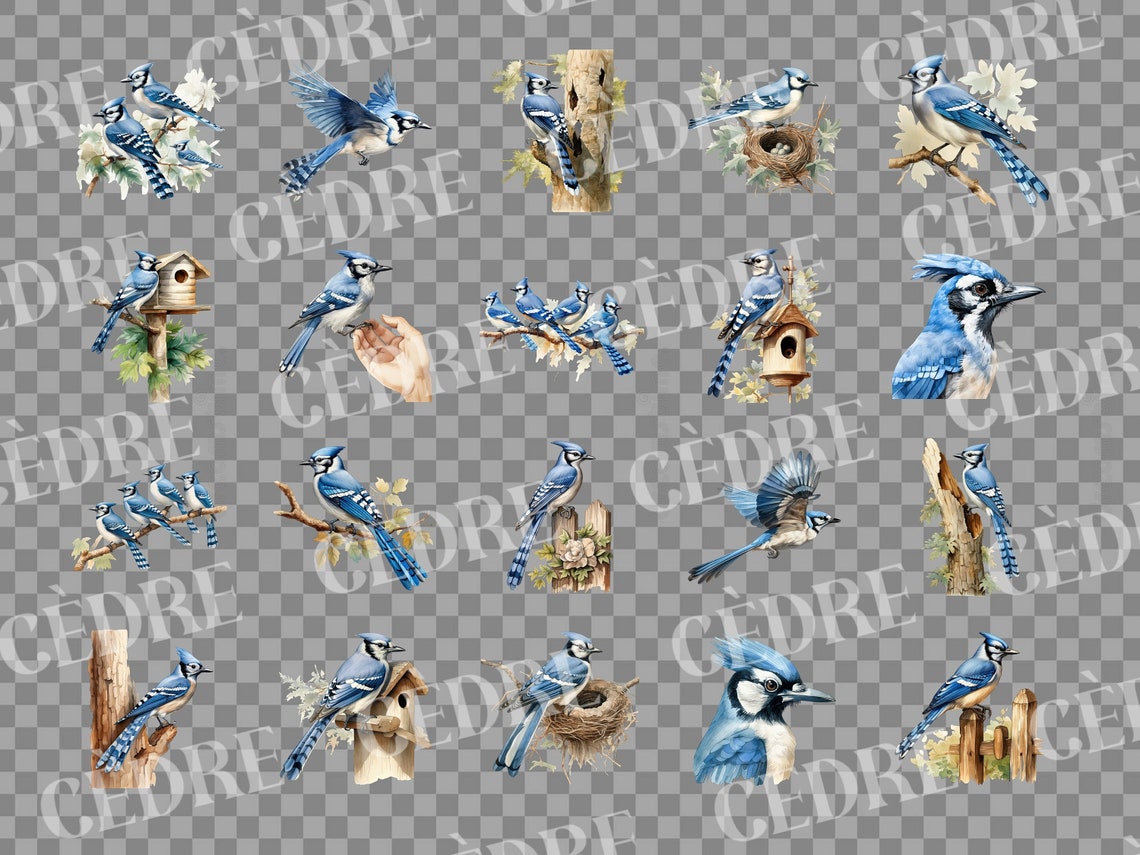 Watercolor Blue Jay Clipart, Flying Blue Jays Clipart, Chirping Blue ...