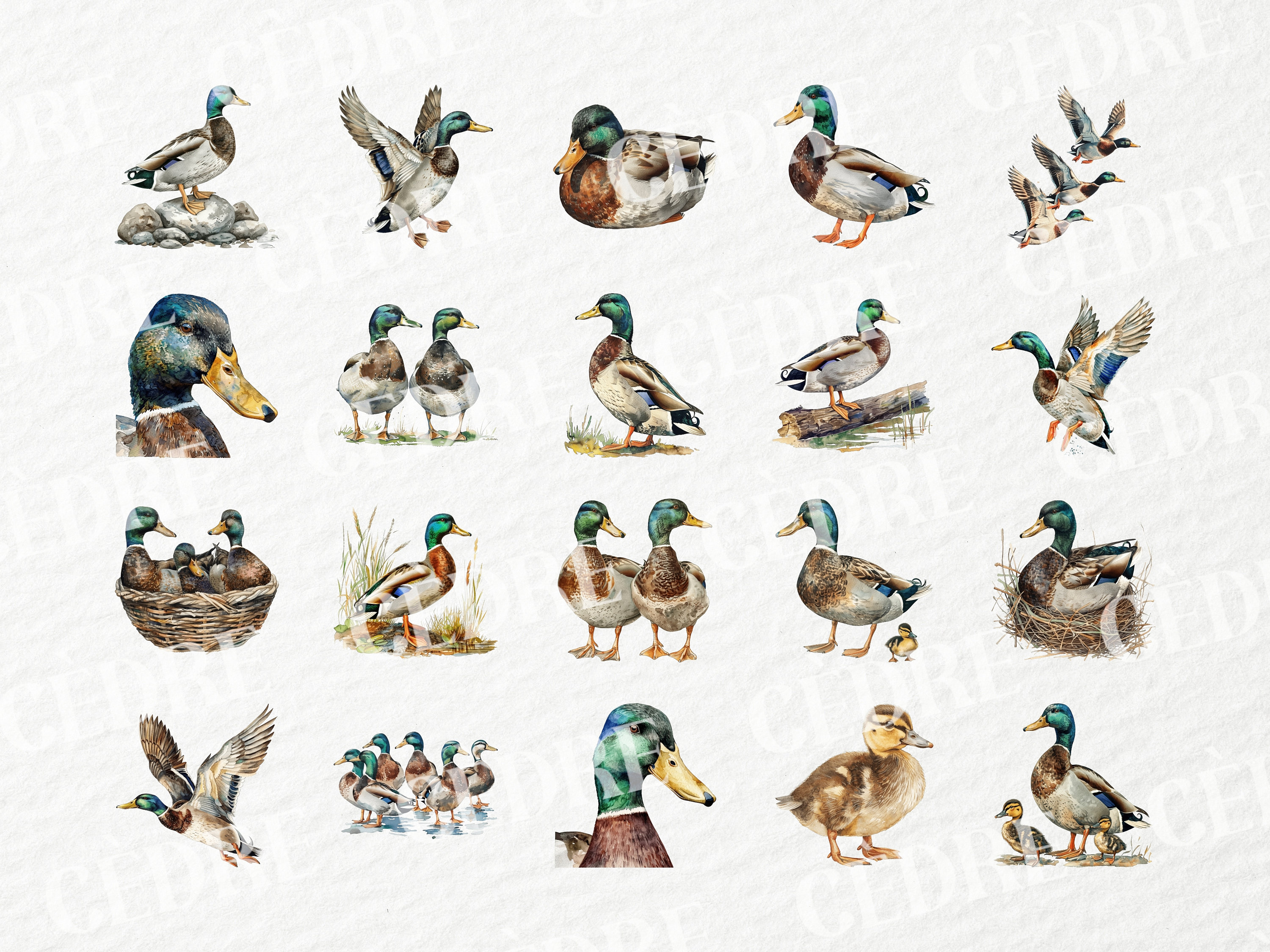 Watercolor Mallard Duck Clipart, Flying Mallard Ducks, Baby Duck Chicks ...