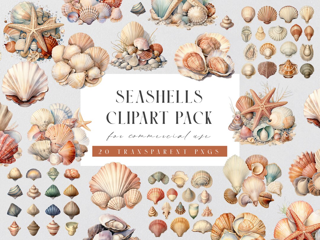 Watercolor Seashells Clipart Mollusk Shellfish Clipart Beach - Etsy