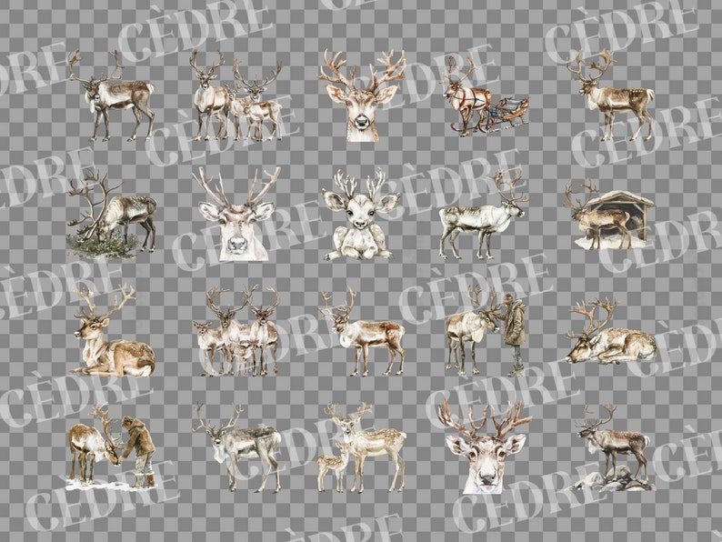 Watercolor Caribou Clipart, Realistic Reindeer Clipart, Arctic Animals ...