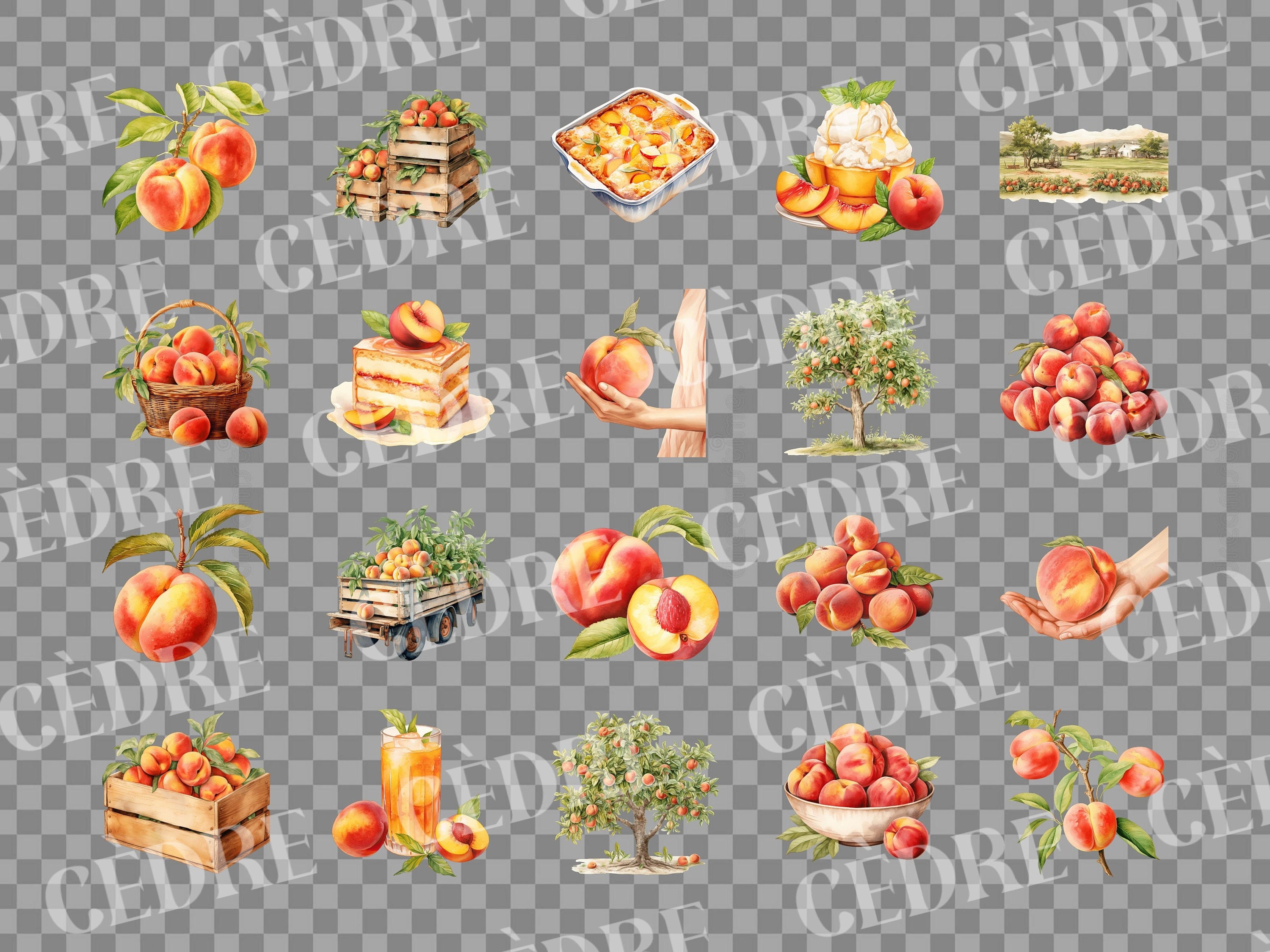 Watercolor Peaches Clipart Peach Clipart Fresh Peach Fruit - Etsy